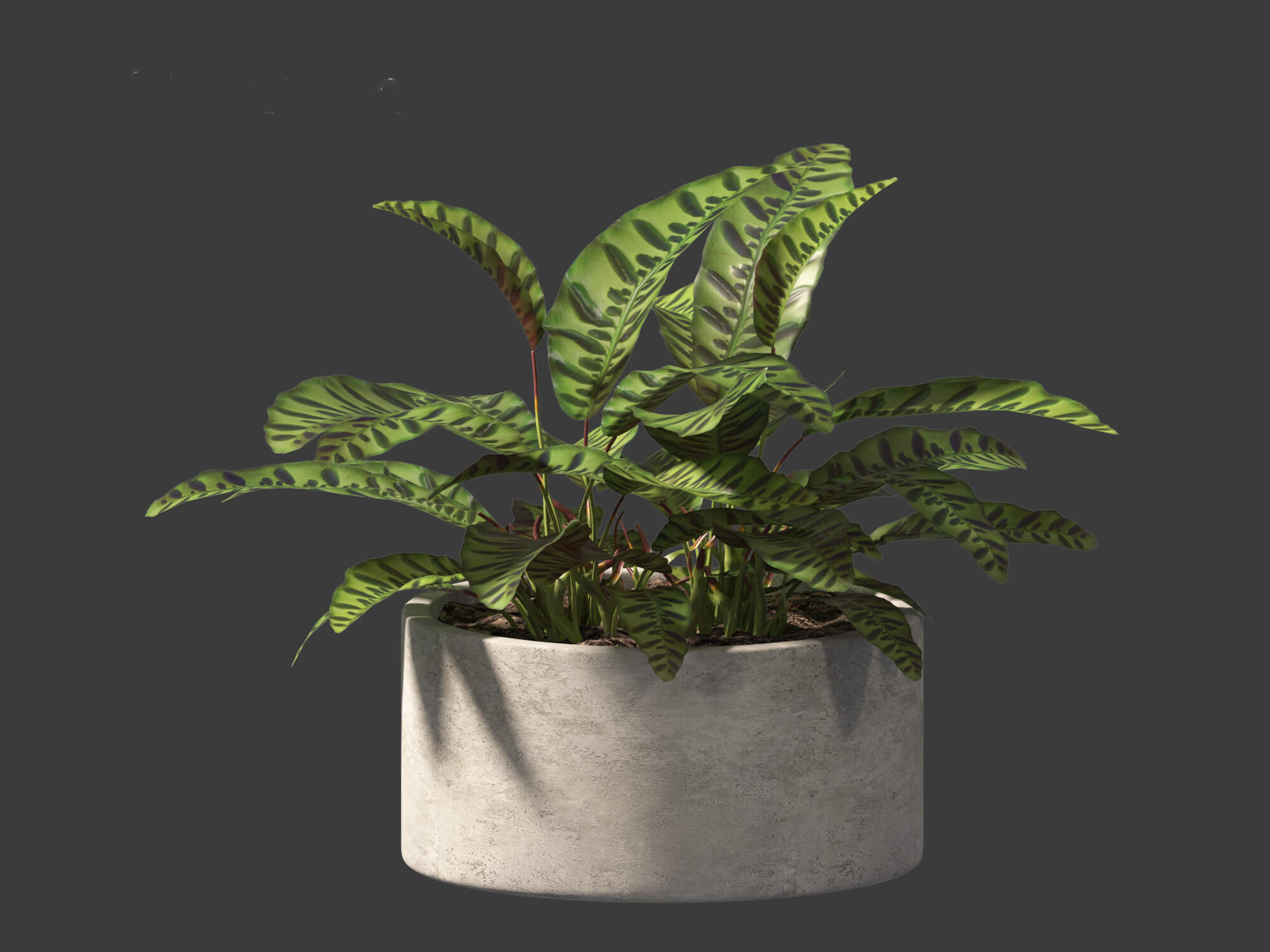 Calathea Insignis - Rattlesnake Plant 02 3D Model by 3dgardenplants