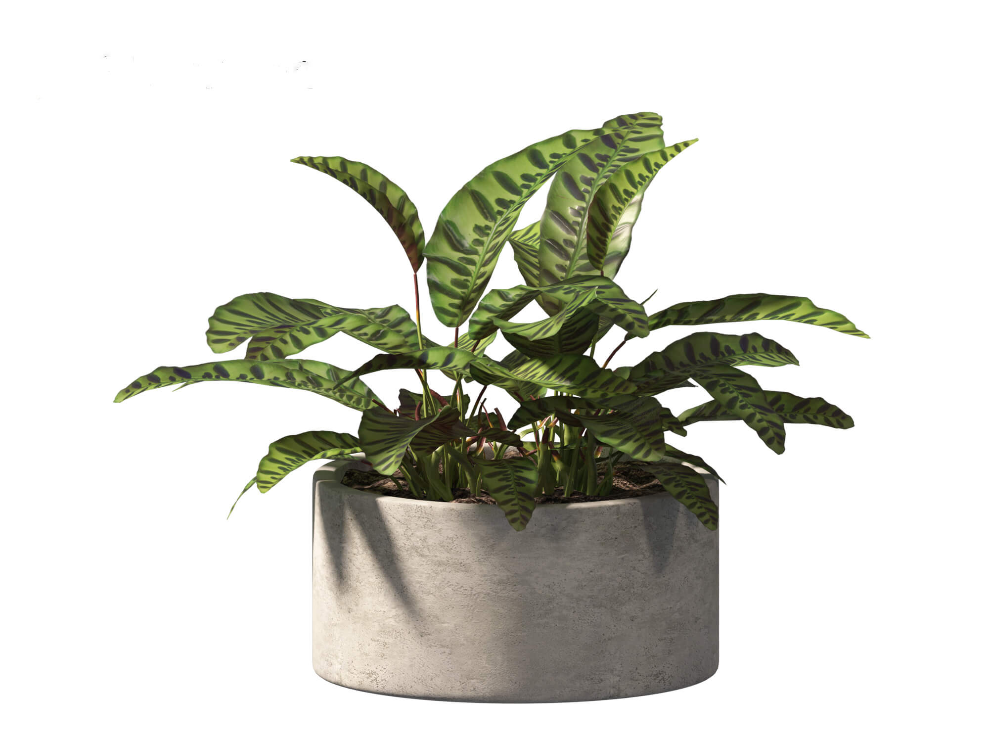 Calathea Insignis - Rattlesnake Plant 02 3D Model by 3dgardenplants