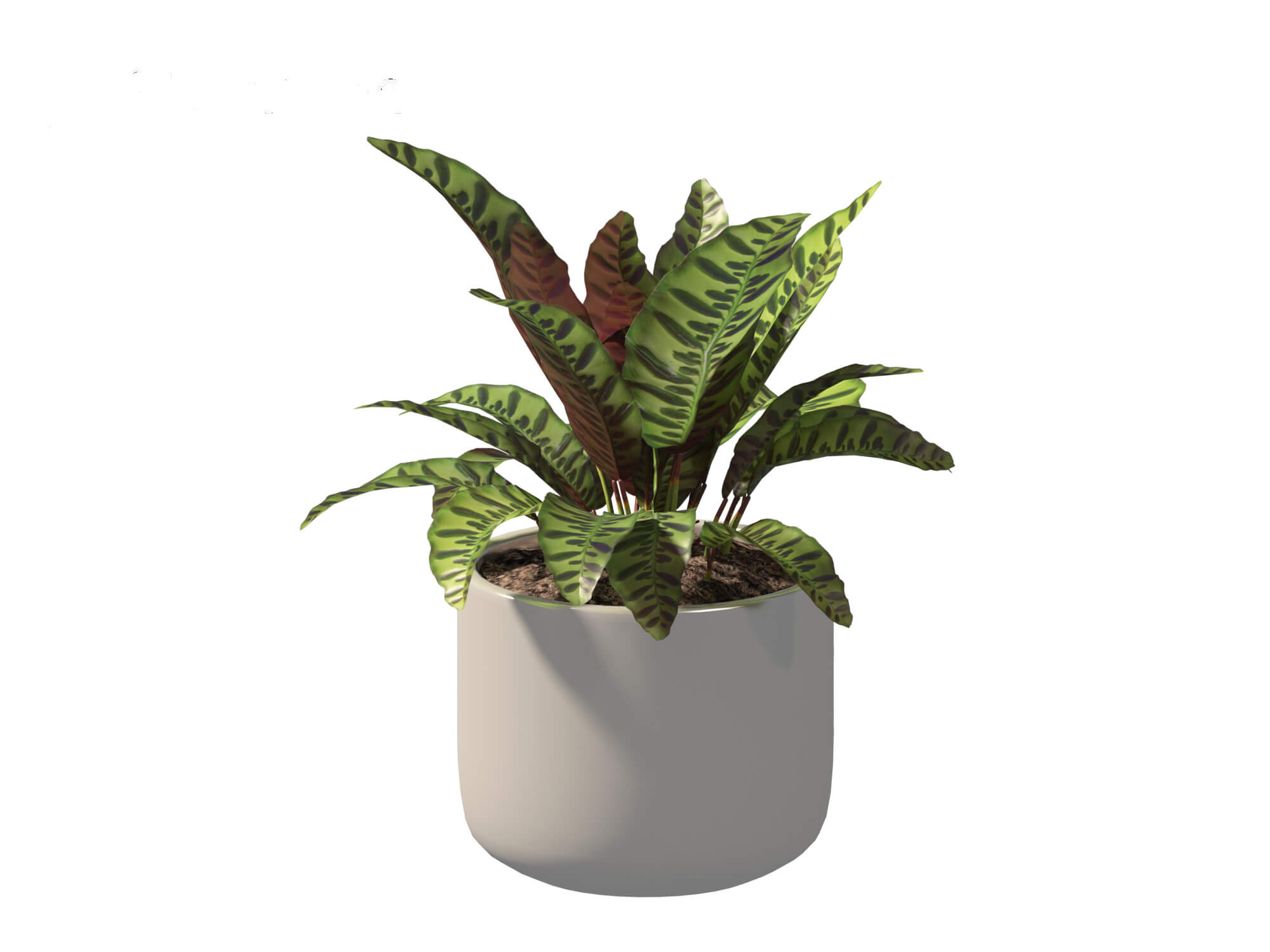 Calathea Insignis - Rattlesnake Plant 02 3D Model by 3dgardenplants