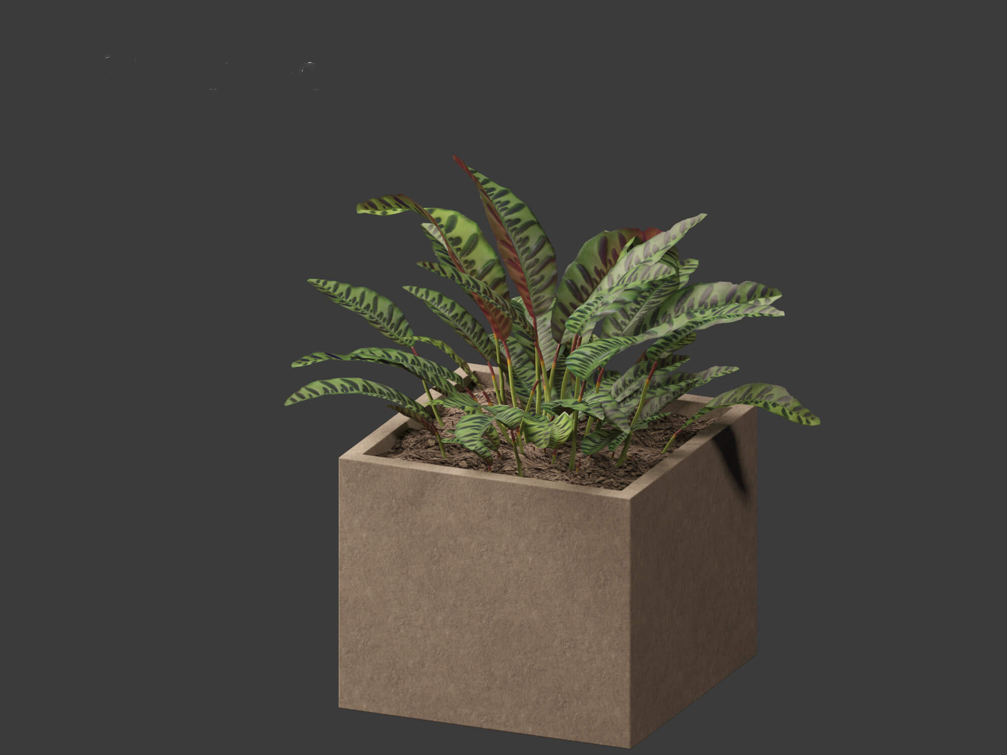 Calathea Insignis - Rattlesnake Plant 02 3D Model by 3dgardenplants