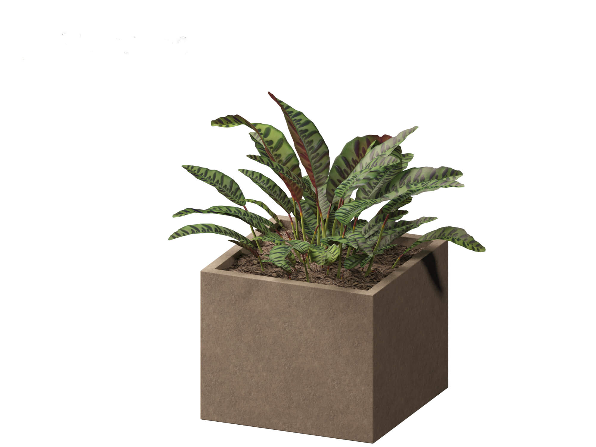 Calathea Insignis - Rattlesnake Plant 02 3D Model by 3dgardenplants