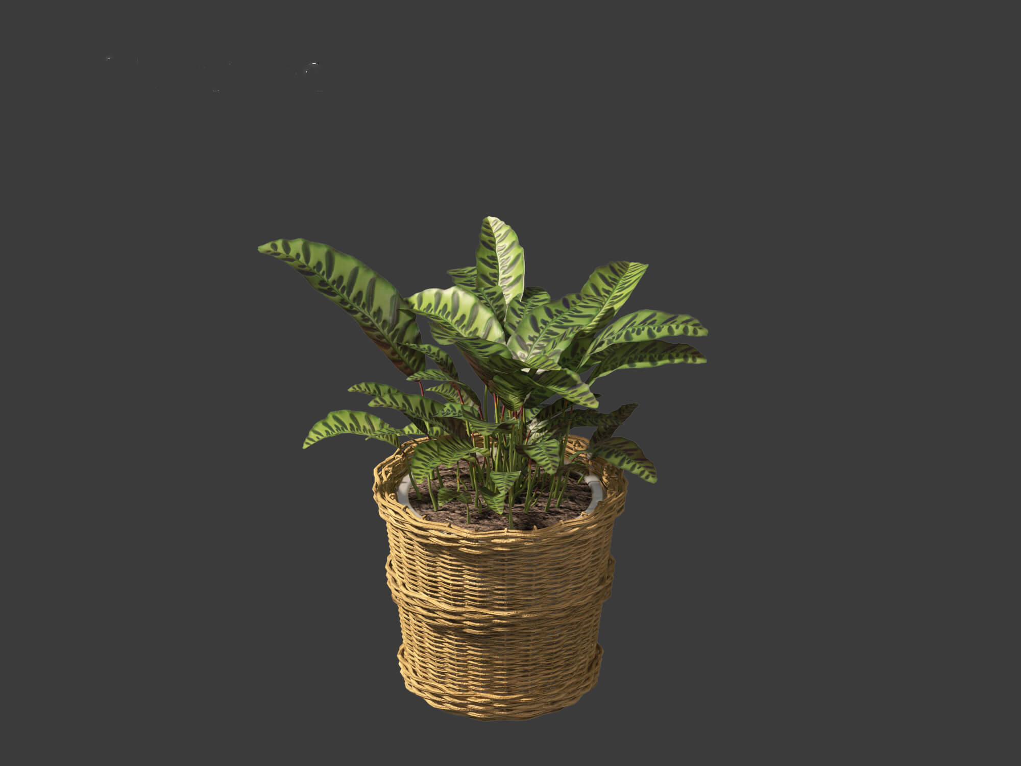 Calathea Insignis - Rattlesnake Plant 02 3D Model by 3dgardenplants