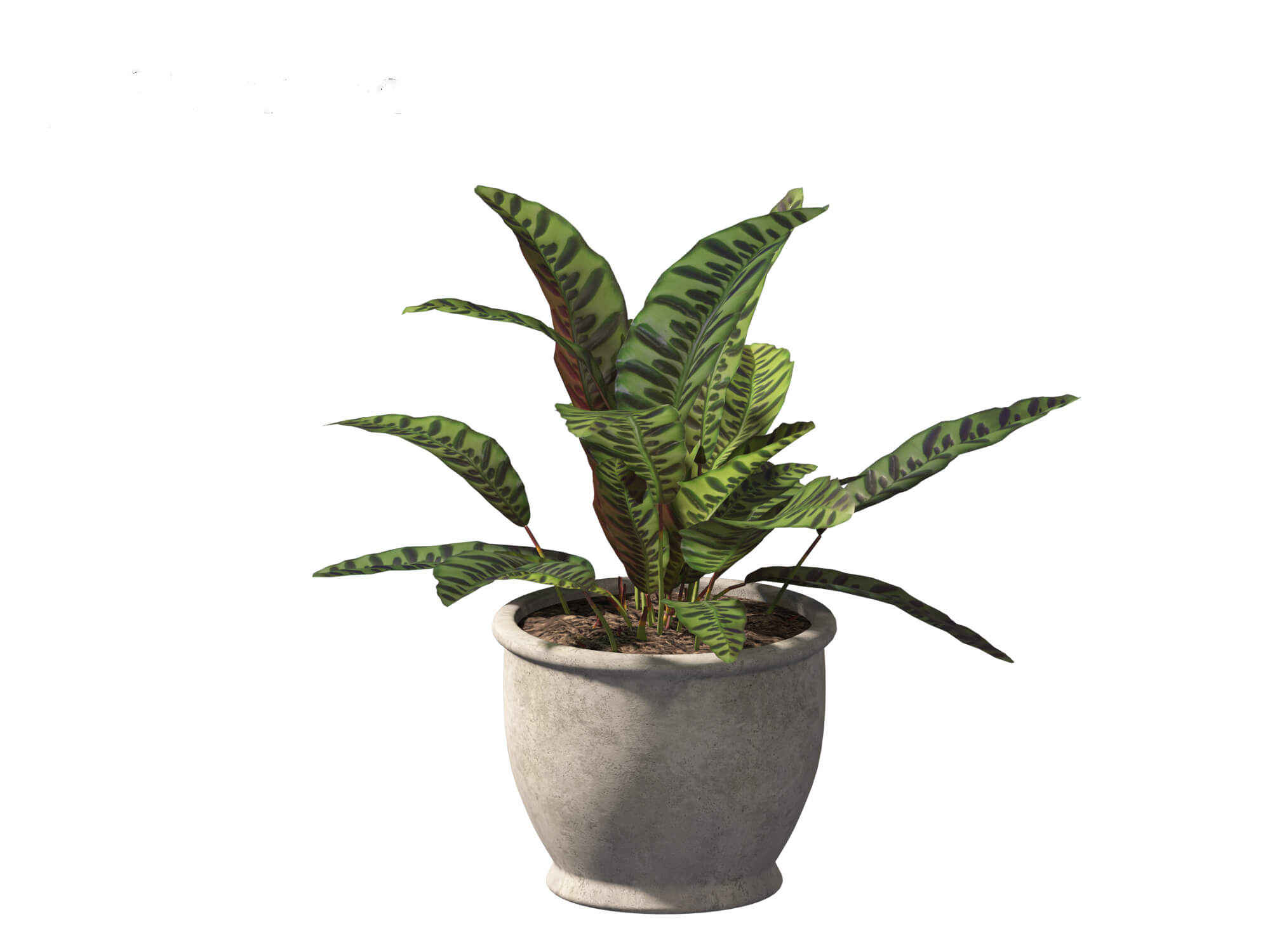 Calathea Insignis - Rattlesnake Plant 02 3D Model by 3dgardenplants