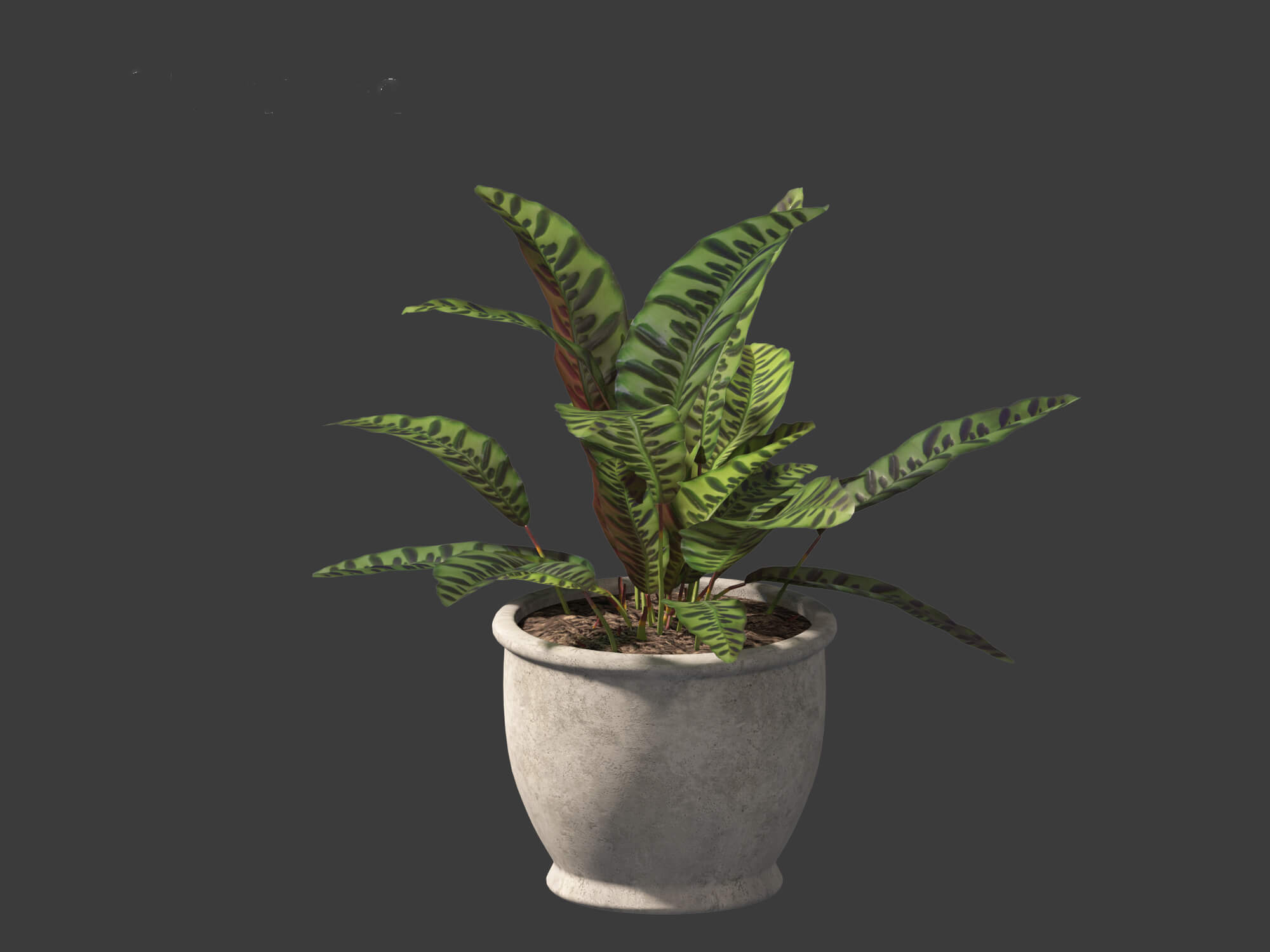 Calathea Insignis - Rattlesnake Plant 02 3D Model by 3dgardenplants