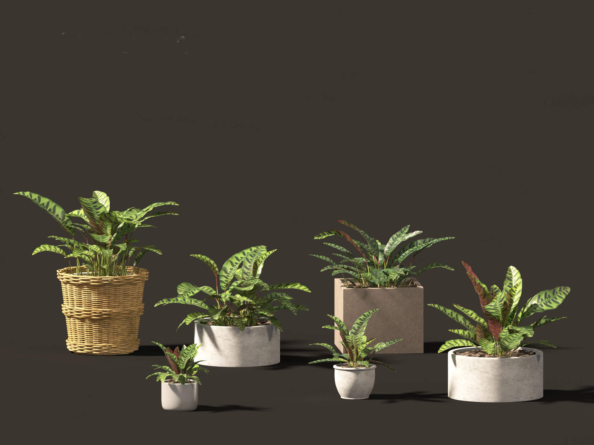 Calathea Insignis - Rattlesnake Plant 02 3D Model by 3dgardenplants