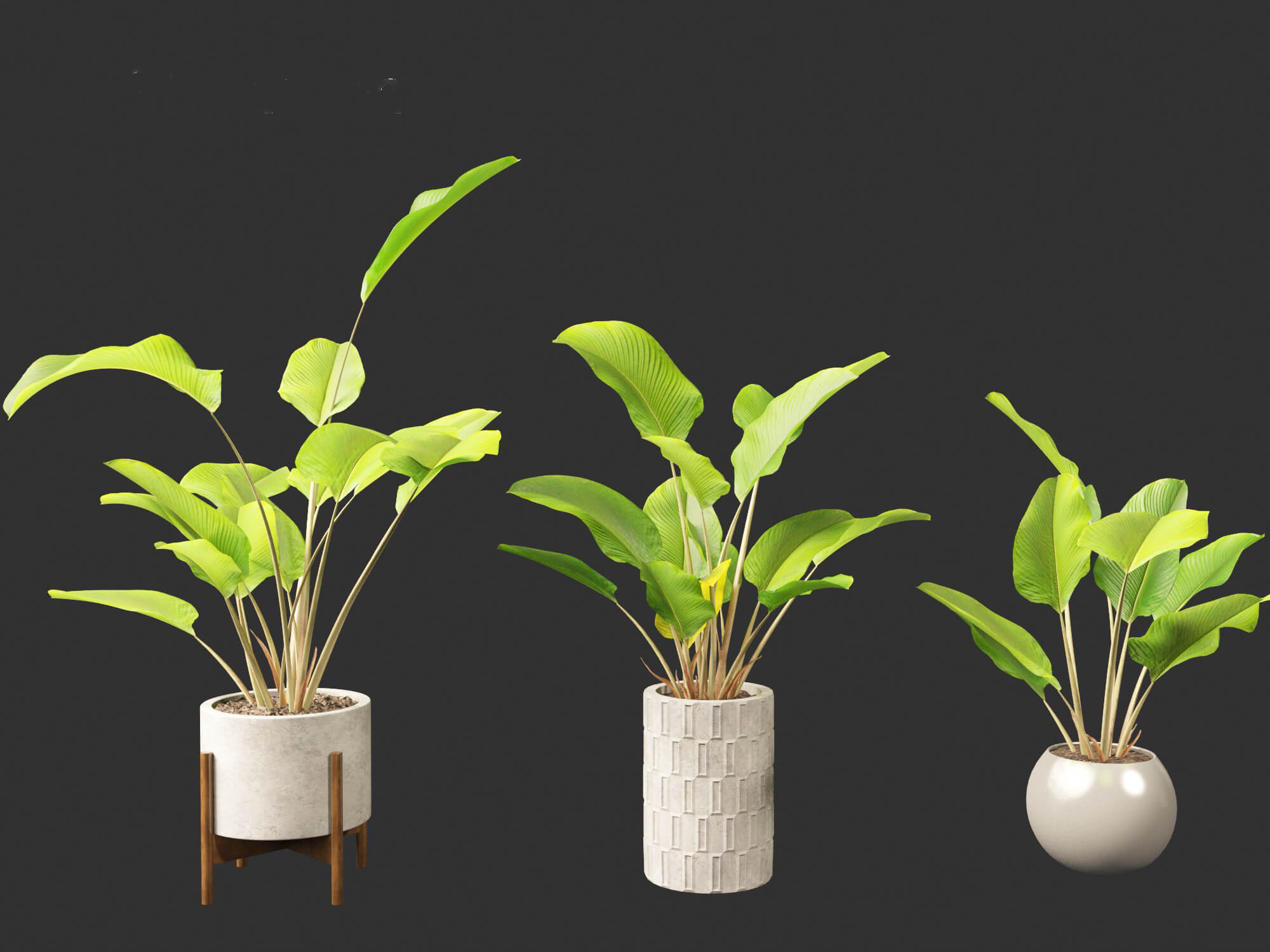 Calathea Lutea-Cuban Cigar 02 3D Model by 3dgardenplants