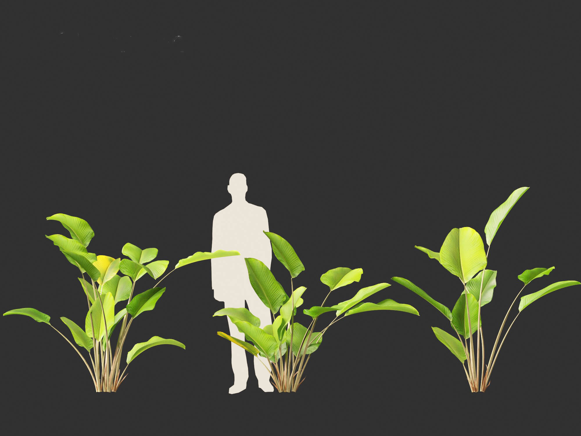 Calathea Lutea-Cuban Cigar01 3D Model by 3dgardenplants