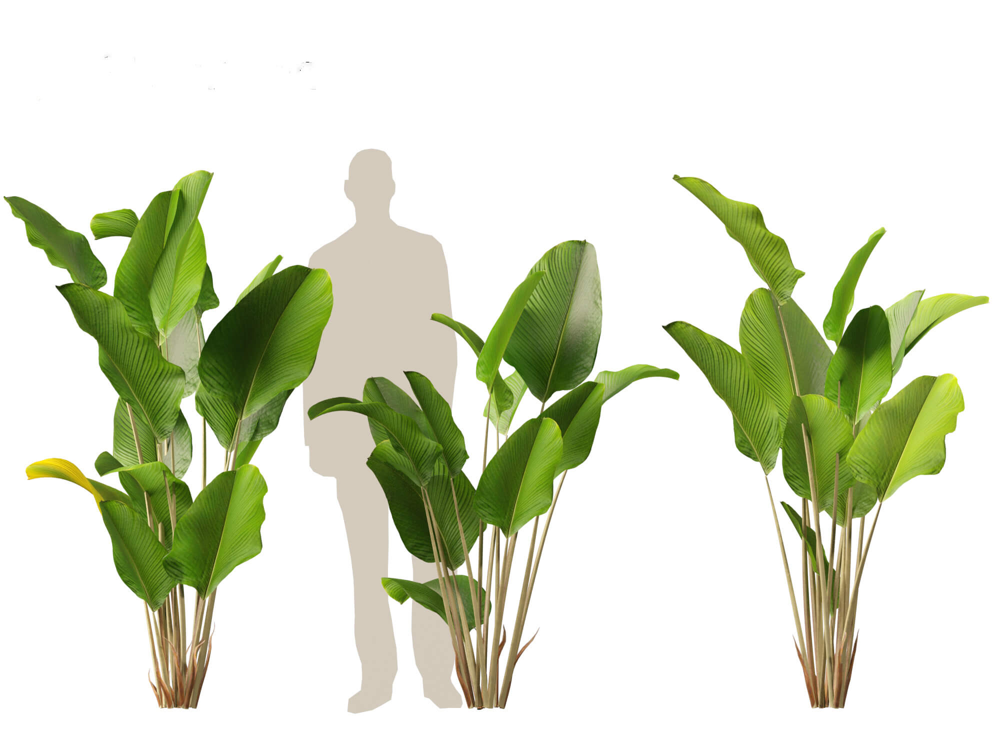 Calathea Lutea-Cuban Cigar01 3D Model by 3dgardenplants