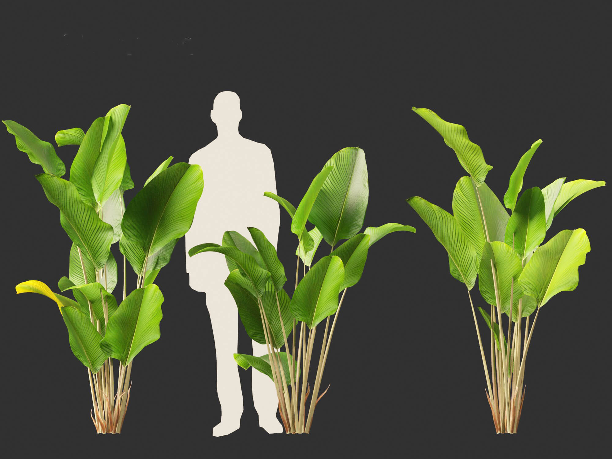 Calathea Lutea-Cuban Cigar01 3D Model by 3dgardenplants