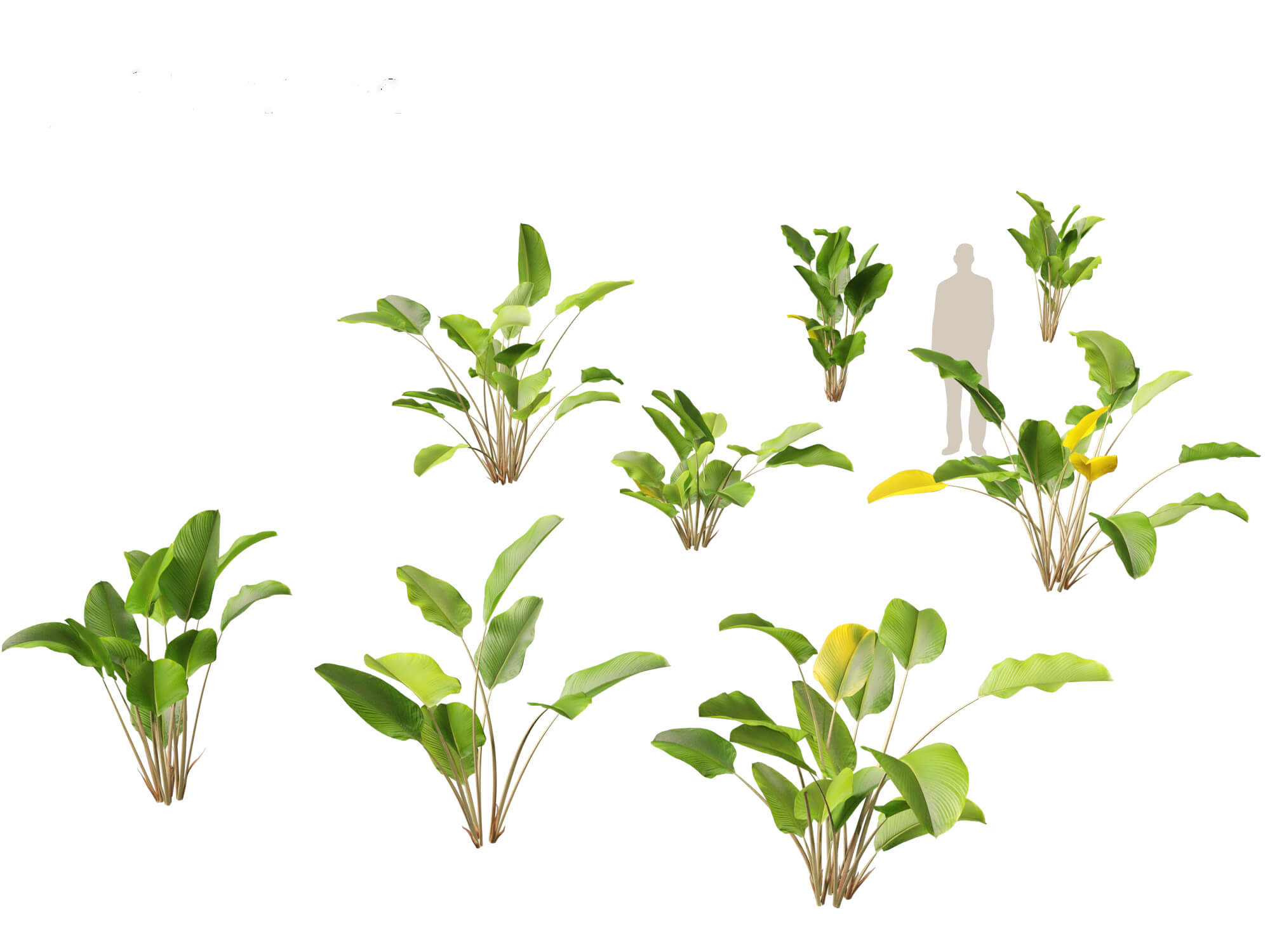 Calathea Lutea-Cuban Cigar01 3D Model by 3dgardenplants