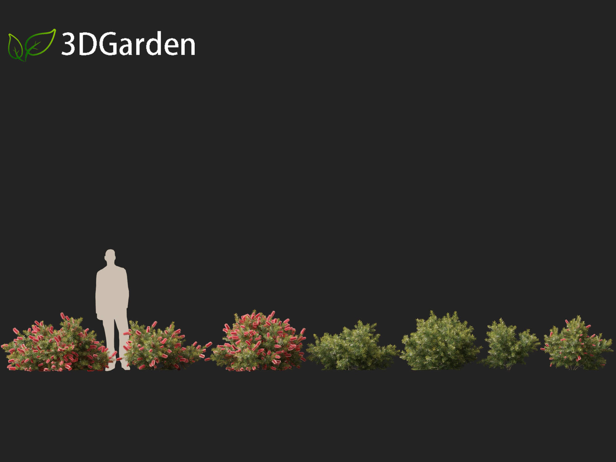 Callistemon Citrinus Little John – Dwarf Bottlebrush - 3D Model by ...