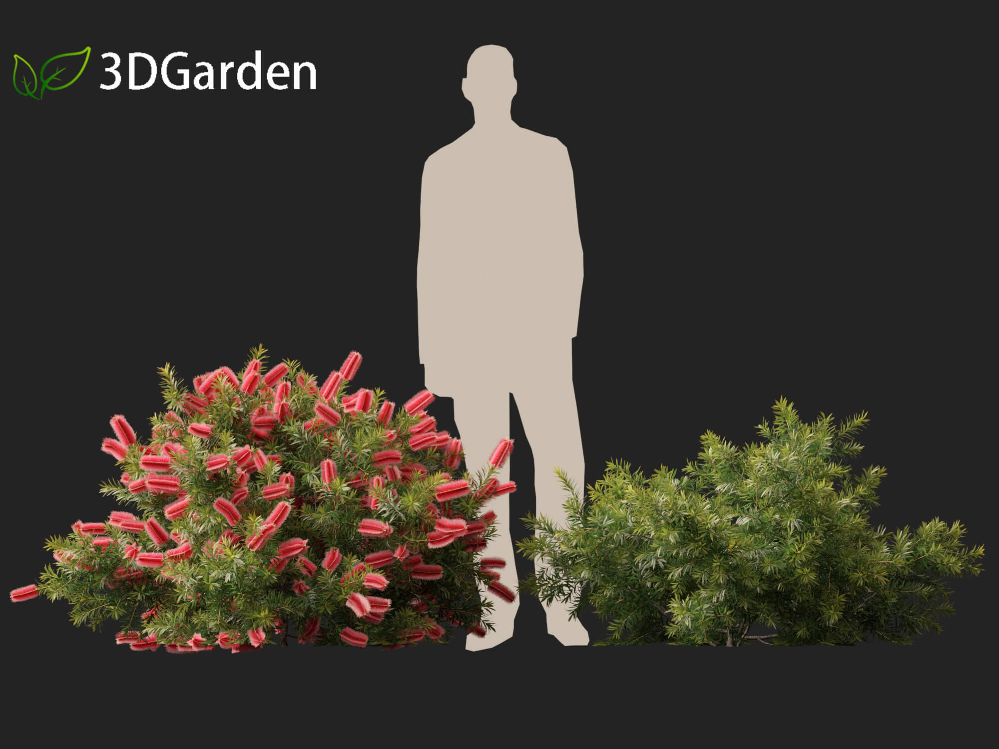 Callistemon Citrinus Little John – Dwarf Bottlebrush - 3D Model by ...