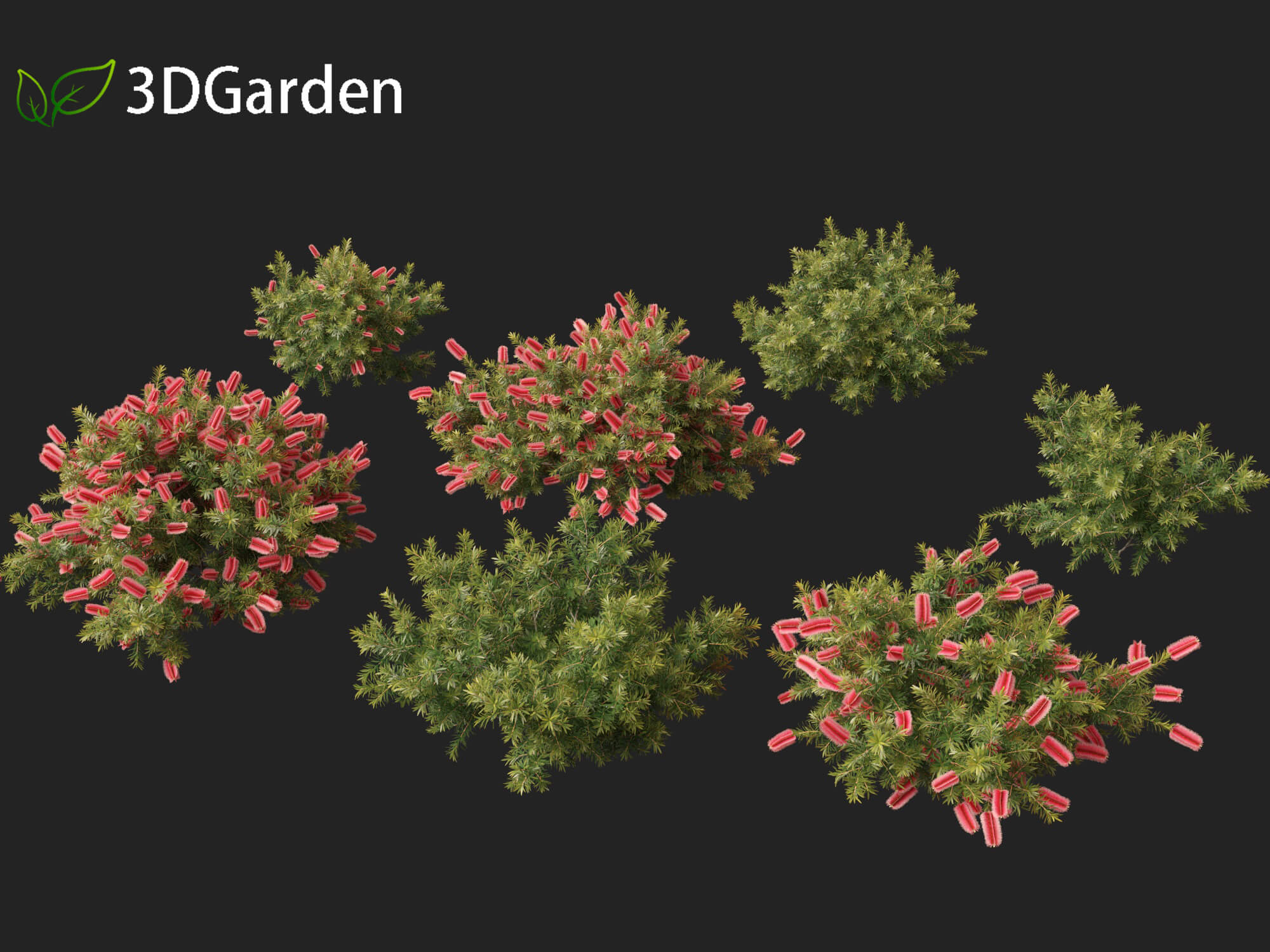 Callistemon Citrinus Little John – Dwarf Bottlebrush - 3D Model by ...