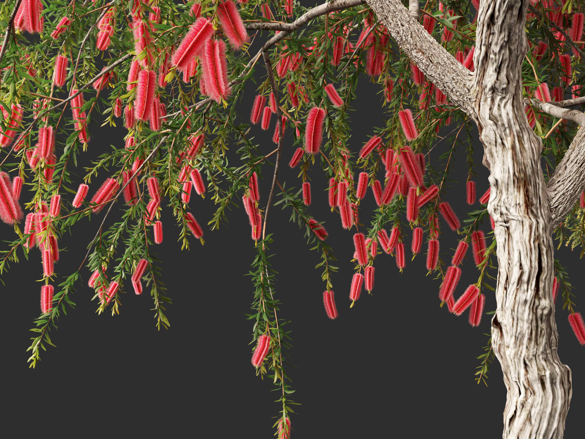 Callistemon Endeavor - Bottlebrush 3D Model by 3dgardenplants