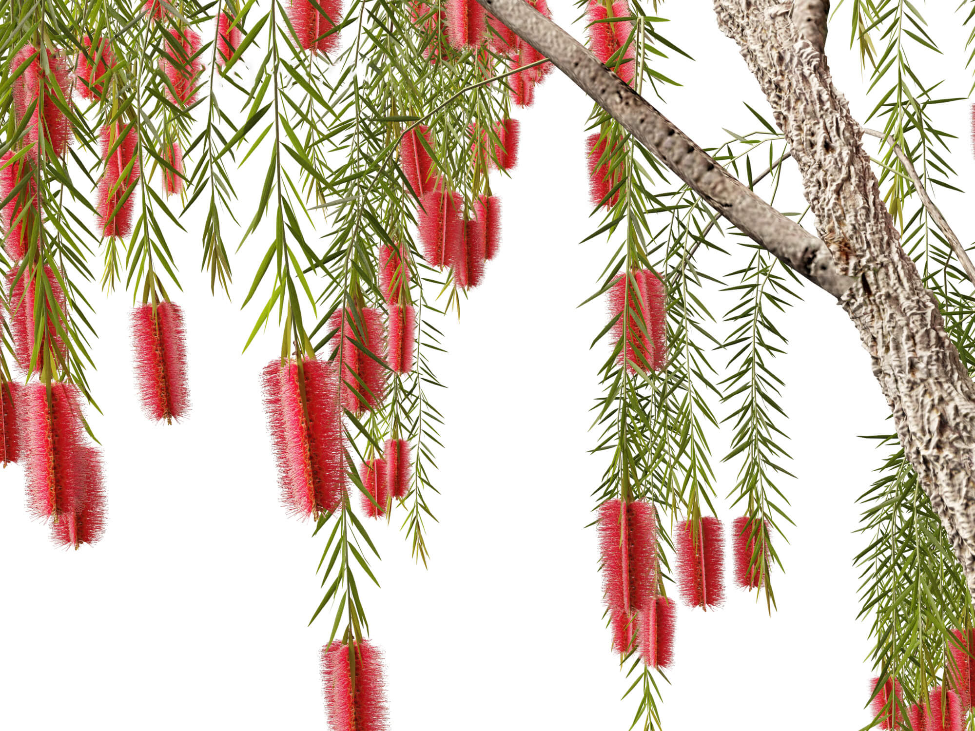 Callistemon Viminalis - Weeping Bottlebrush 3D Model by 3dgardenplants