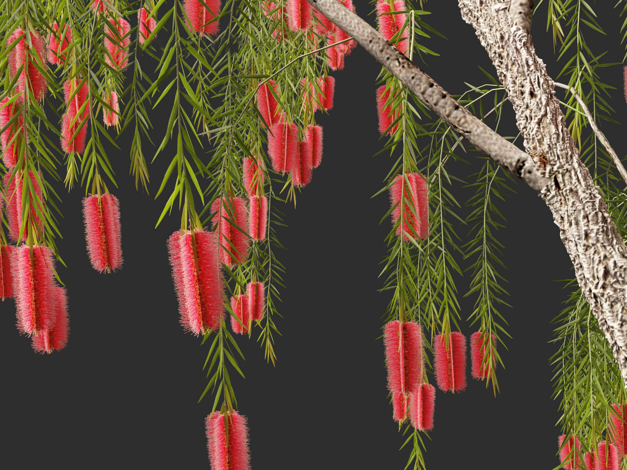 Callistemon Viminalis - Weeping Bottlebrush 3D Model by 3dgardenplants