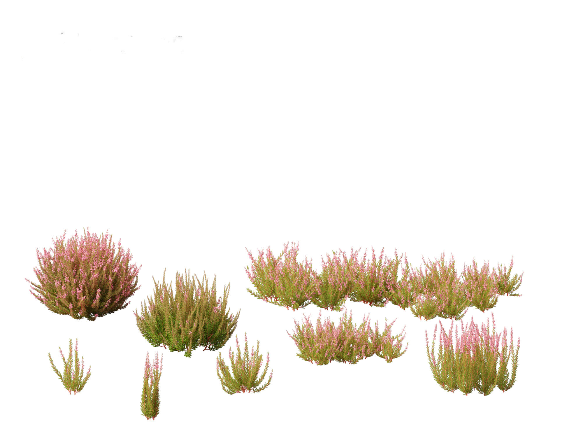 Calluna Vulgaris -Scotch Heather 3D Model by 3dgardenplants