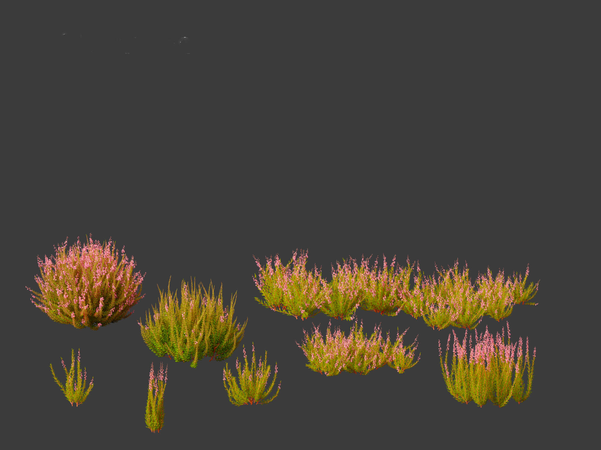 Calluna Vulgaris -Scotch Heather 3D Model by 3dgardenplants