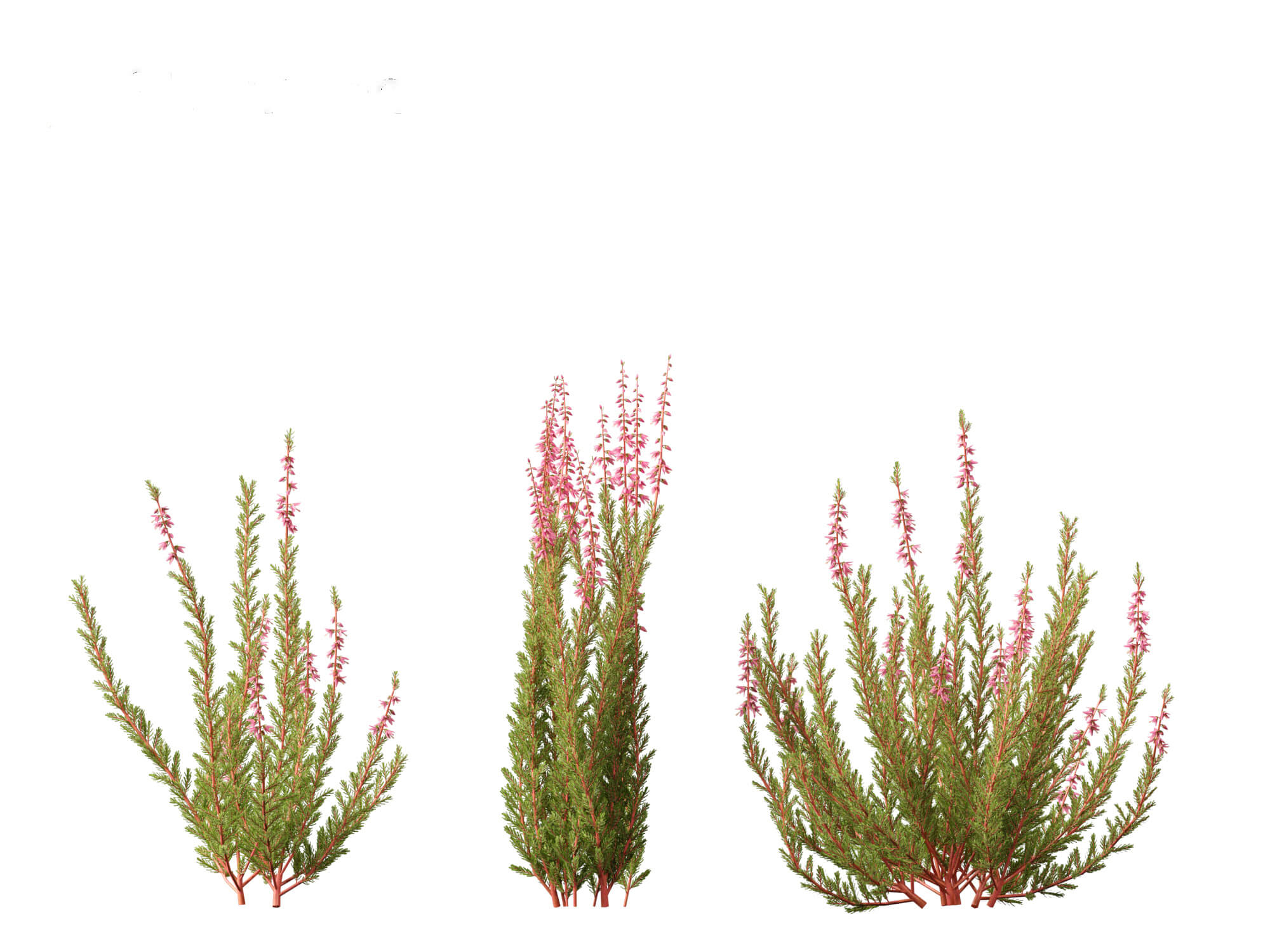 Calluna Vulgaris -Scotch Heather 3D Model by 3dgardenplants