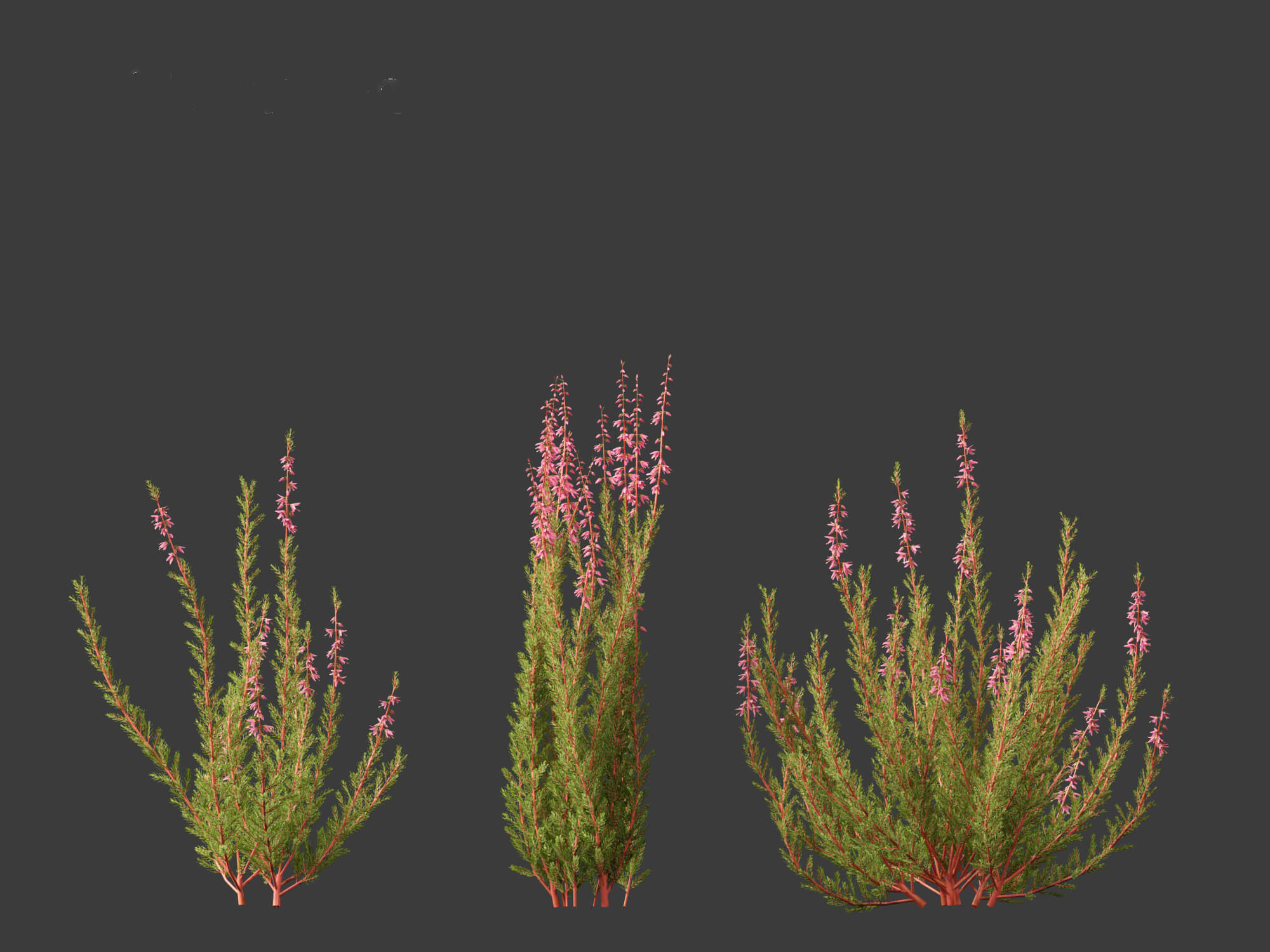 Calluna Vulgaris -Scotch Heather 3D Model by 3dgardenplants