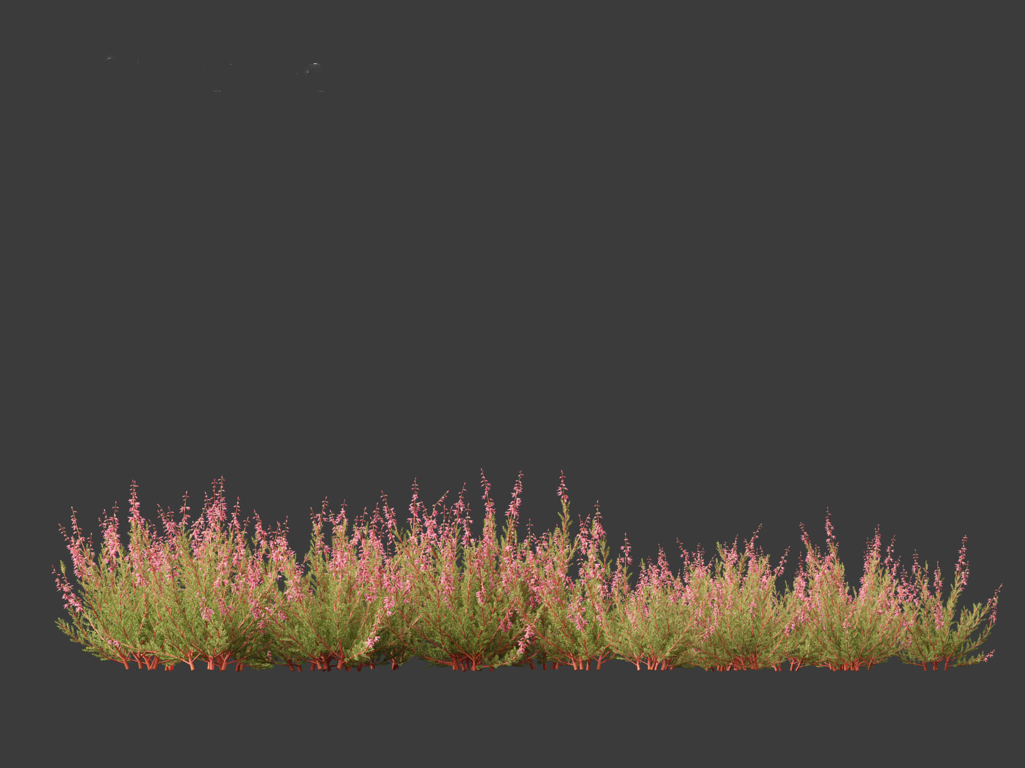 Calluna Vulgaris -Scotch Heather 3D Model by 3dgardenplants