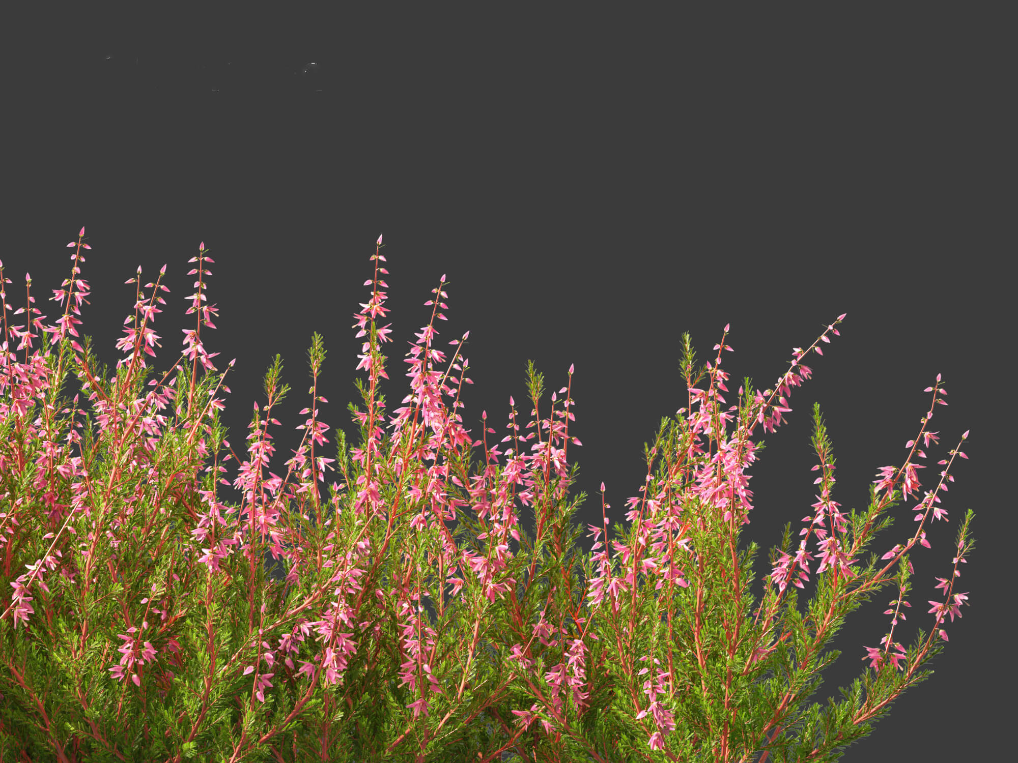 Calluna Vulgaris -Scotch Heather 3D Model by 3dgardenplants