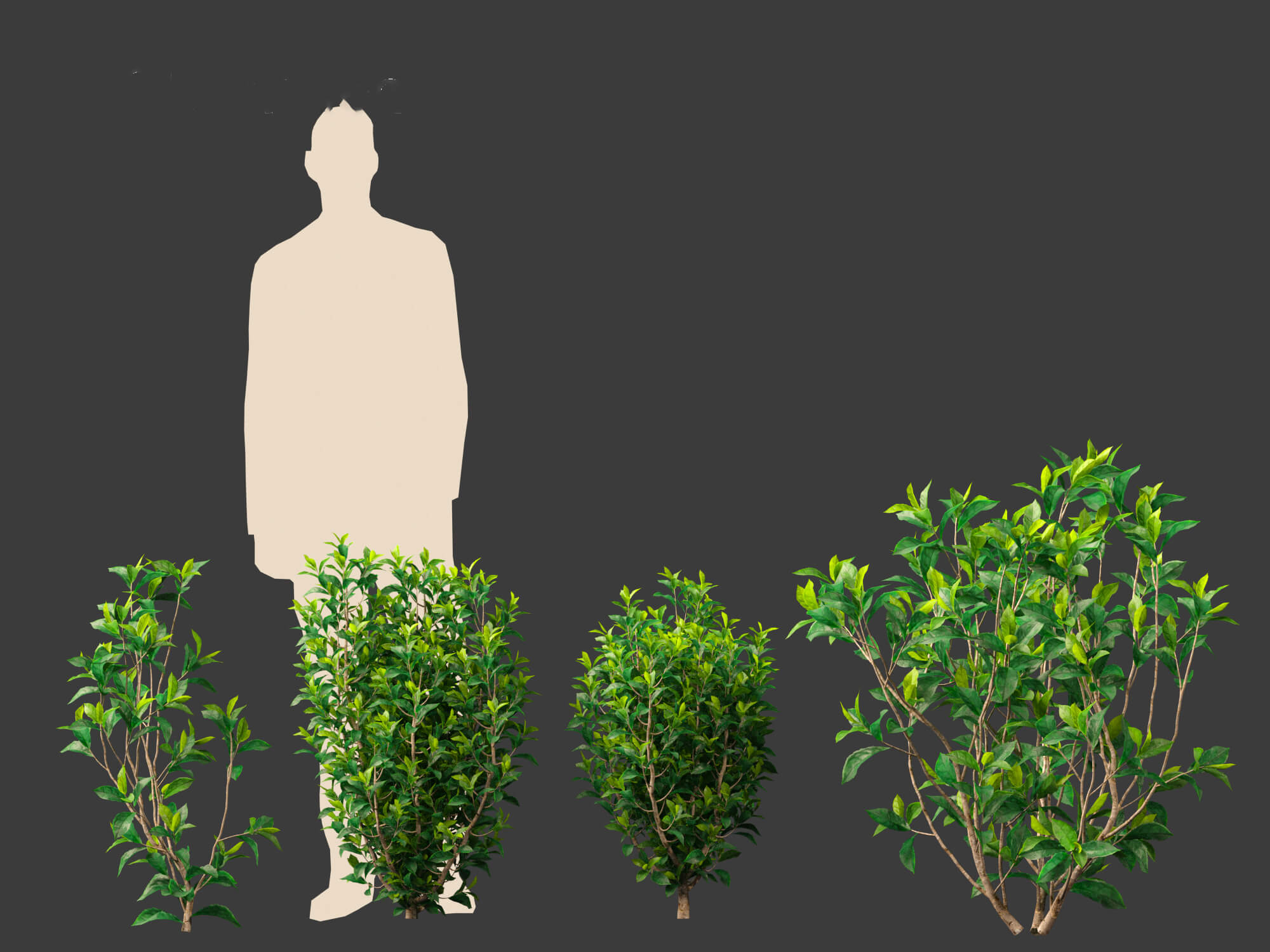 Camellia Sinensis - Green Tea 01 3D Model by 3dgardenplants