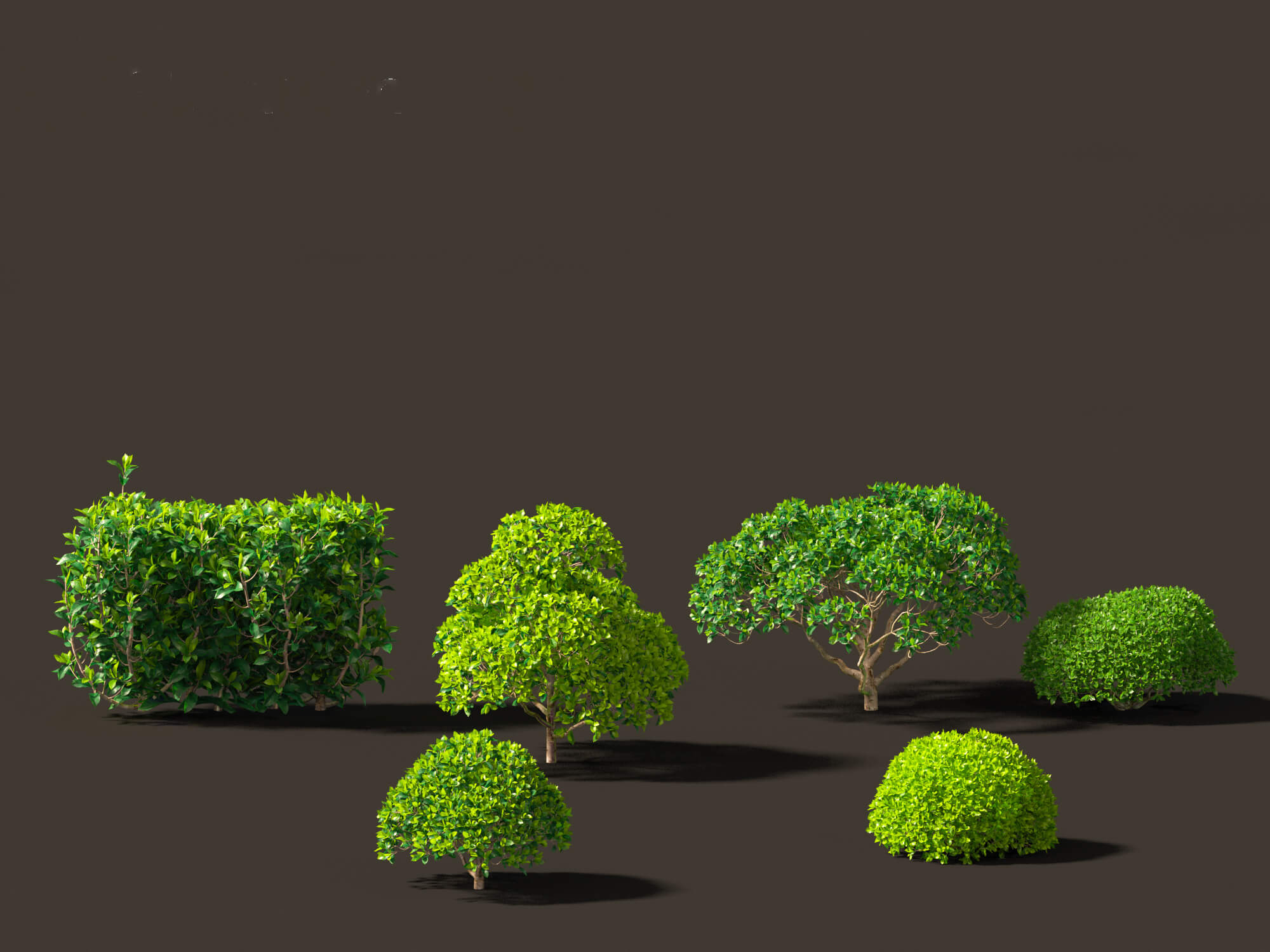 Camellia Sinensis - Green Tea 02 3D Model by 3dgardenplants