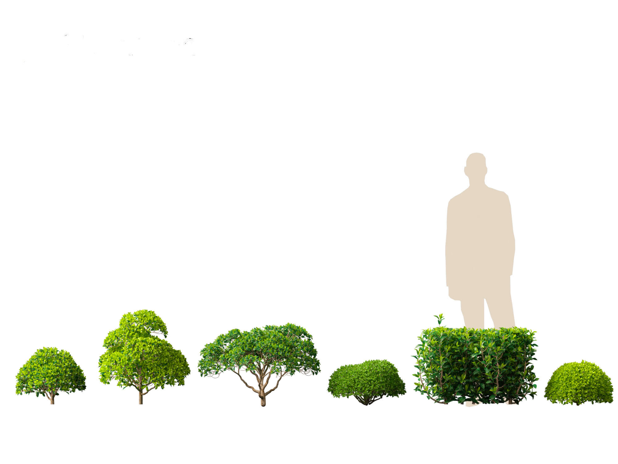 Camellia Sinensis - Green Tea 02 3D Model by 3dgardenplants