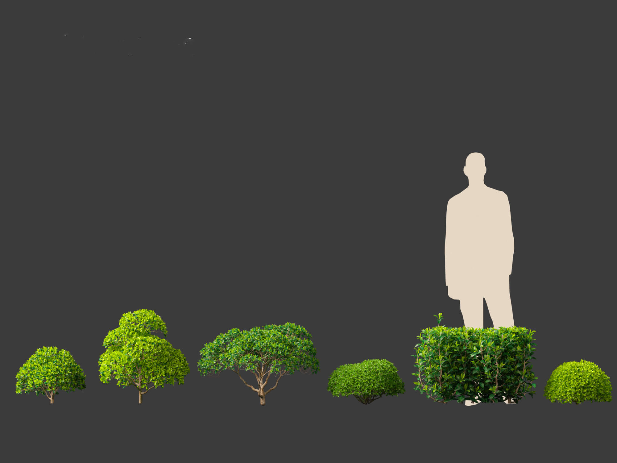 Camellia Sinensis - Green Tea 02 3D Model by 3dgardenplants