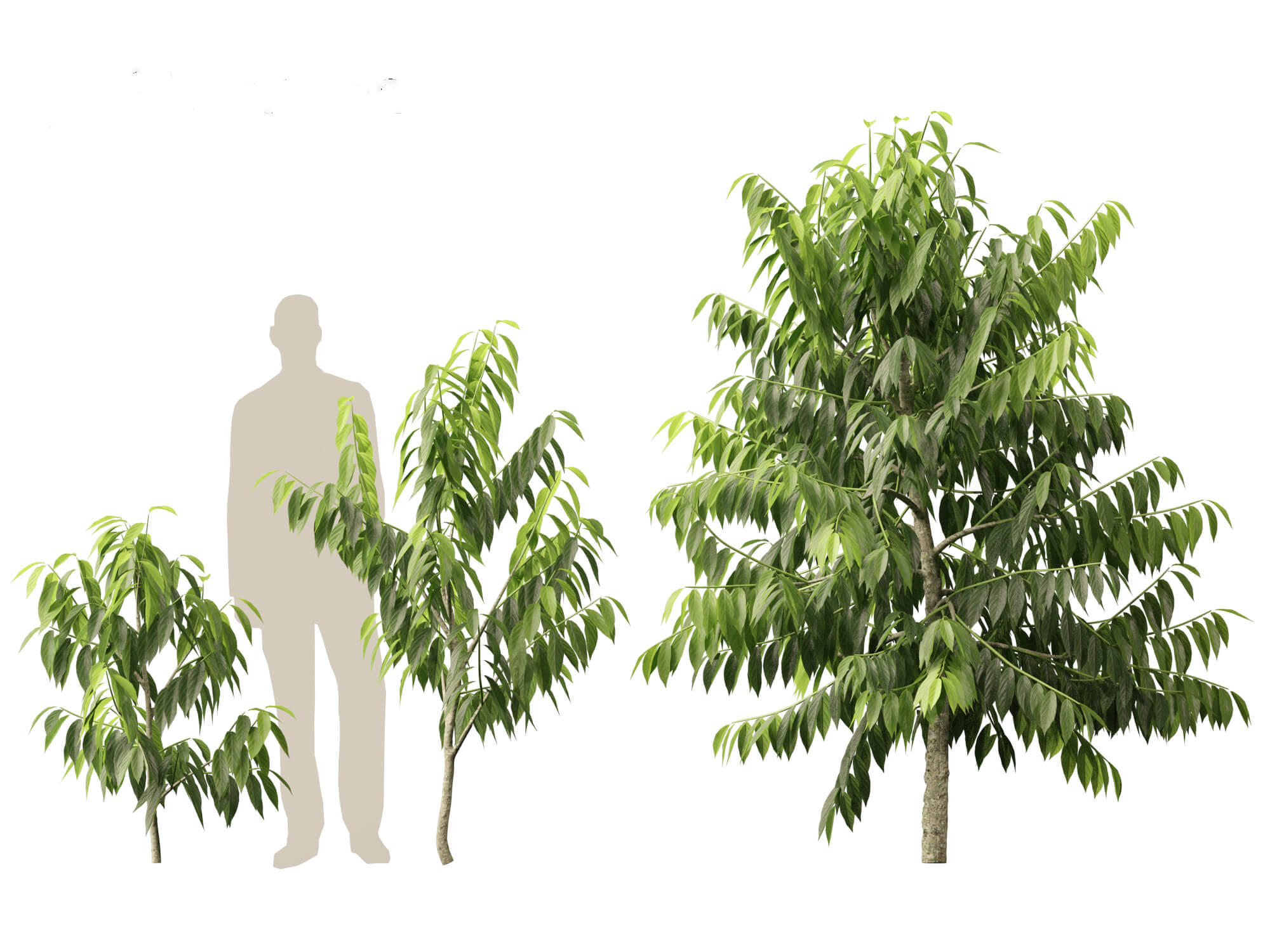 Cananga Odorata - Ylang Ylang 3D Model by 3dgardenplants