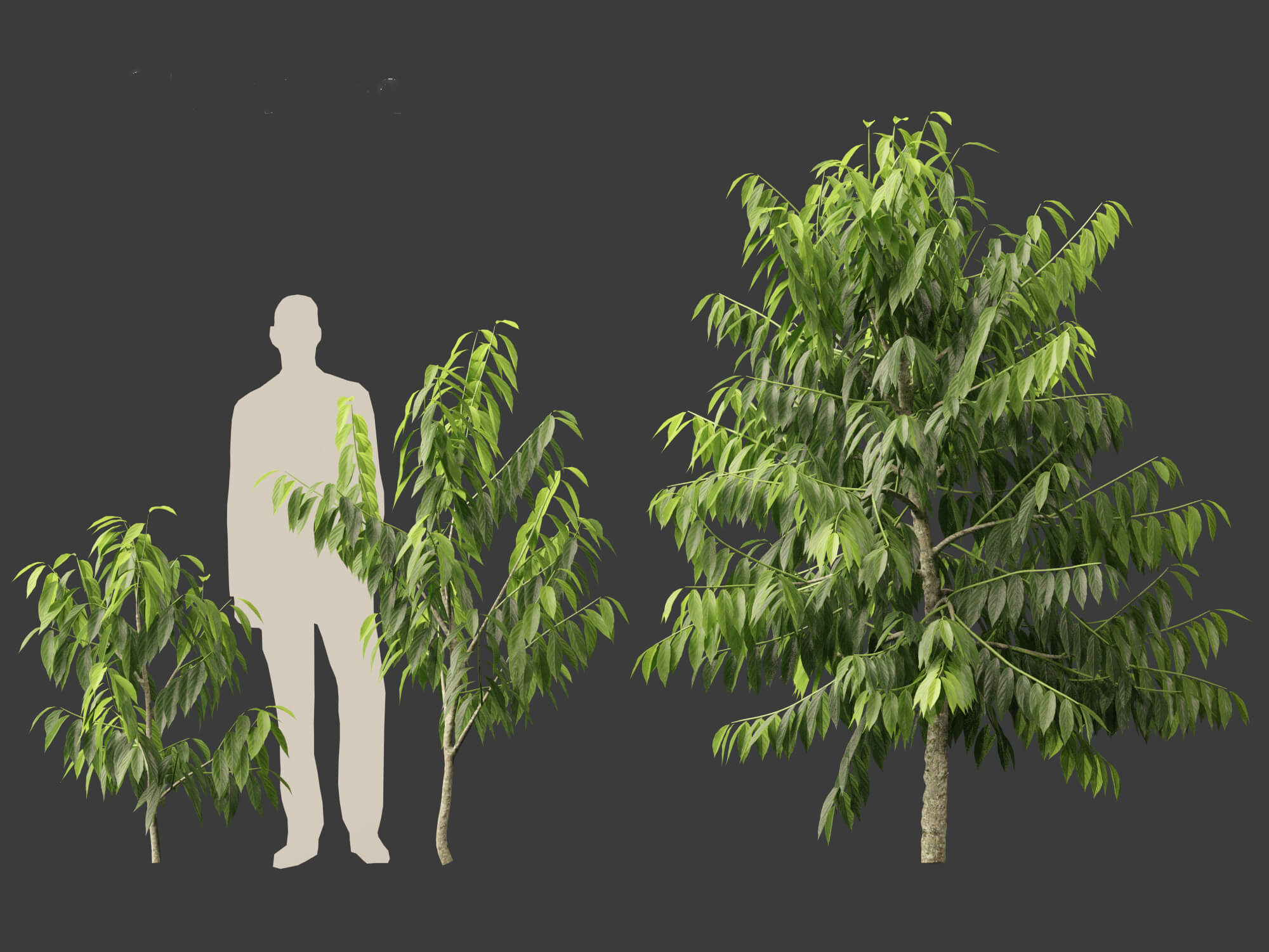 Cananga Odorata - Ylang Ylang 3D Model by 3dgardenplants