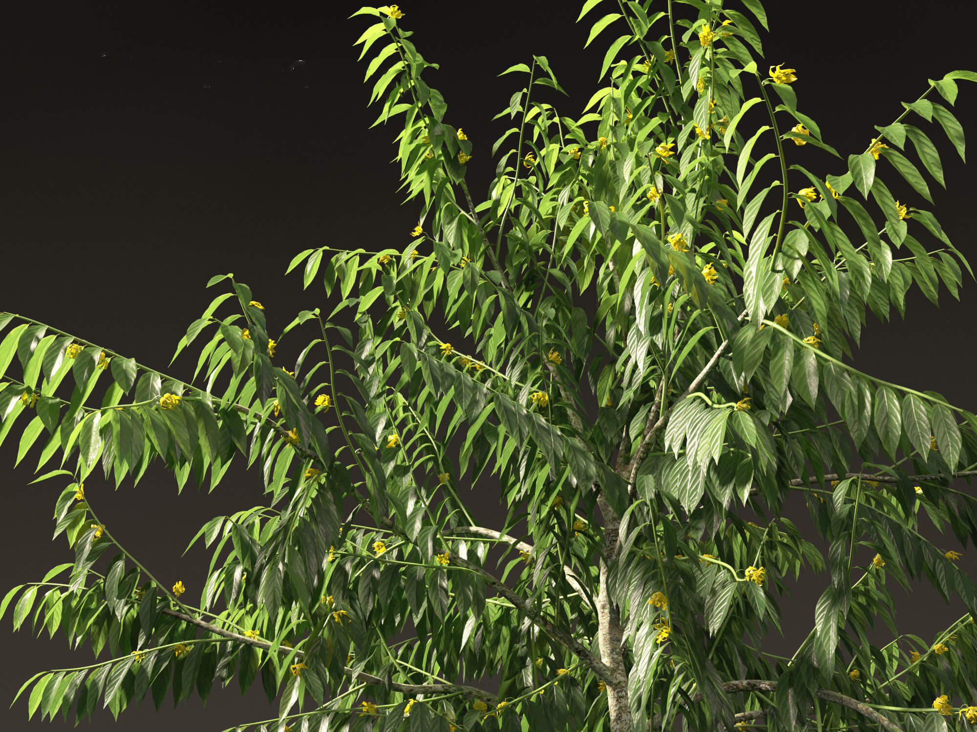 Cananga Odorata - Ylang Ylang 3D Model by 3dgardenplants