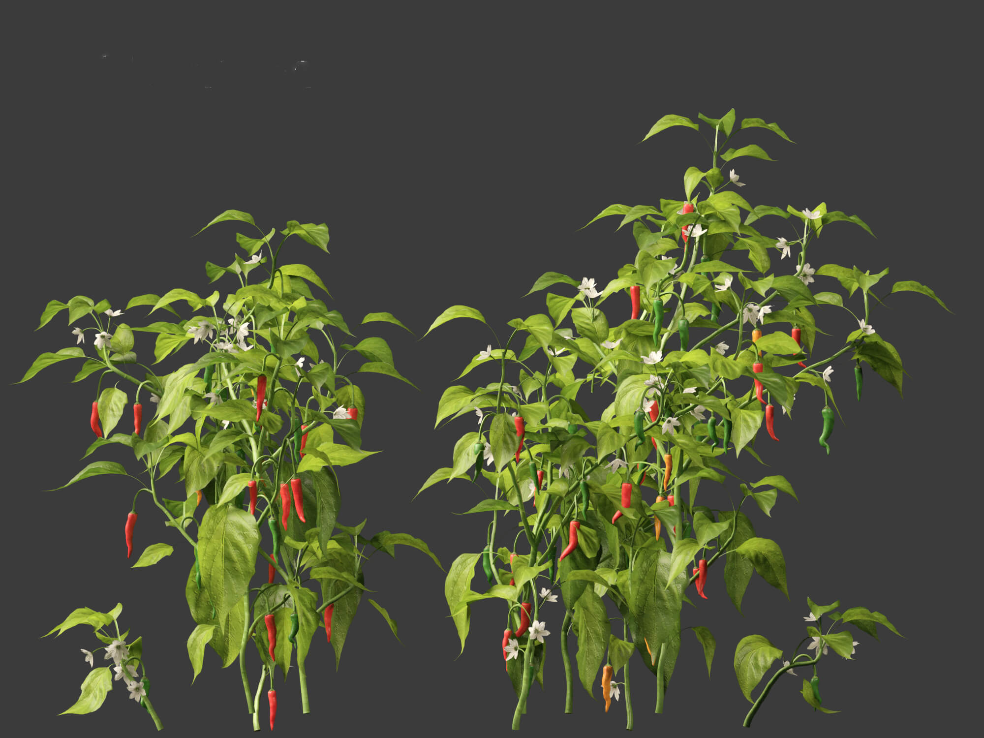 Capsicum Annuum - Bell Pepper 3D Model by 3dgardenplants