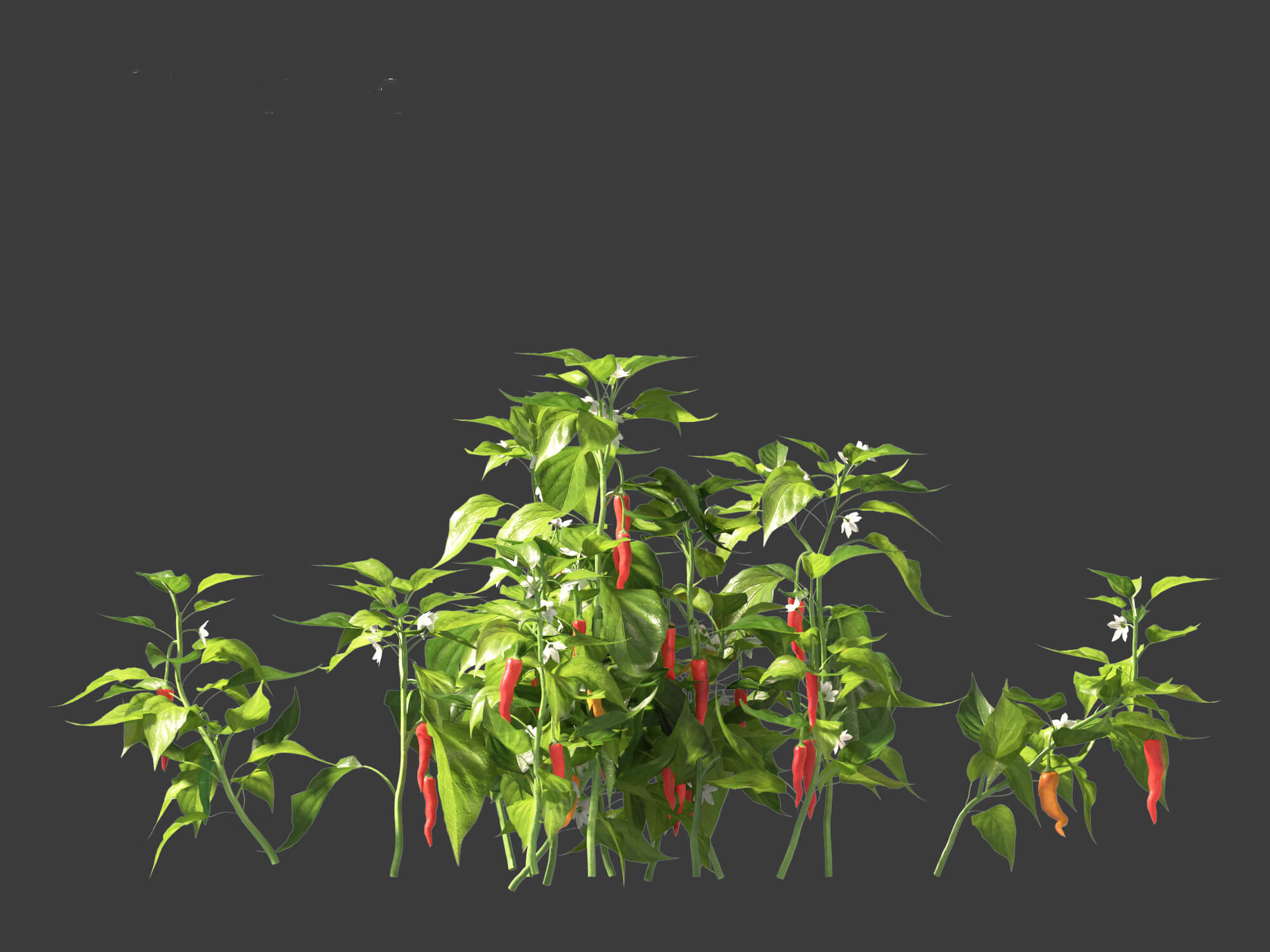 Capsicum Annuum - Bell Pepper 3D Model by 3dgardenplants