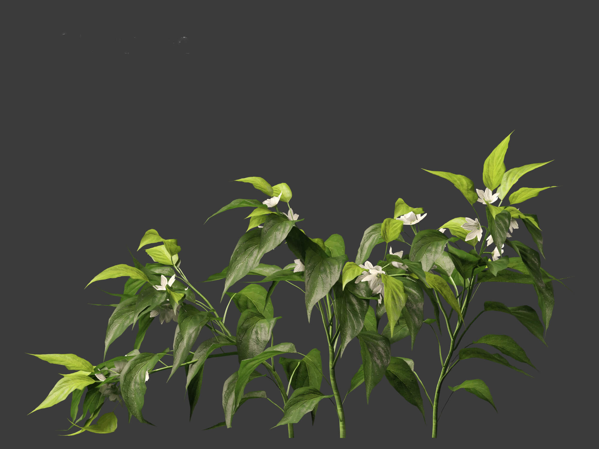 Capsicum Annuum - Bell Pepper 3D Model by 3dgardenplants