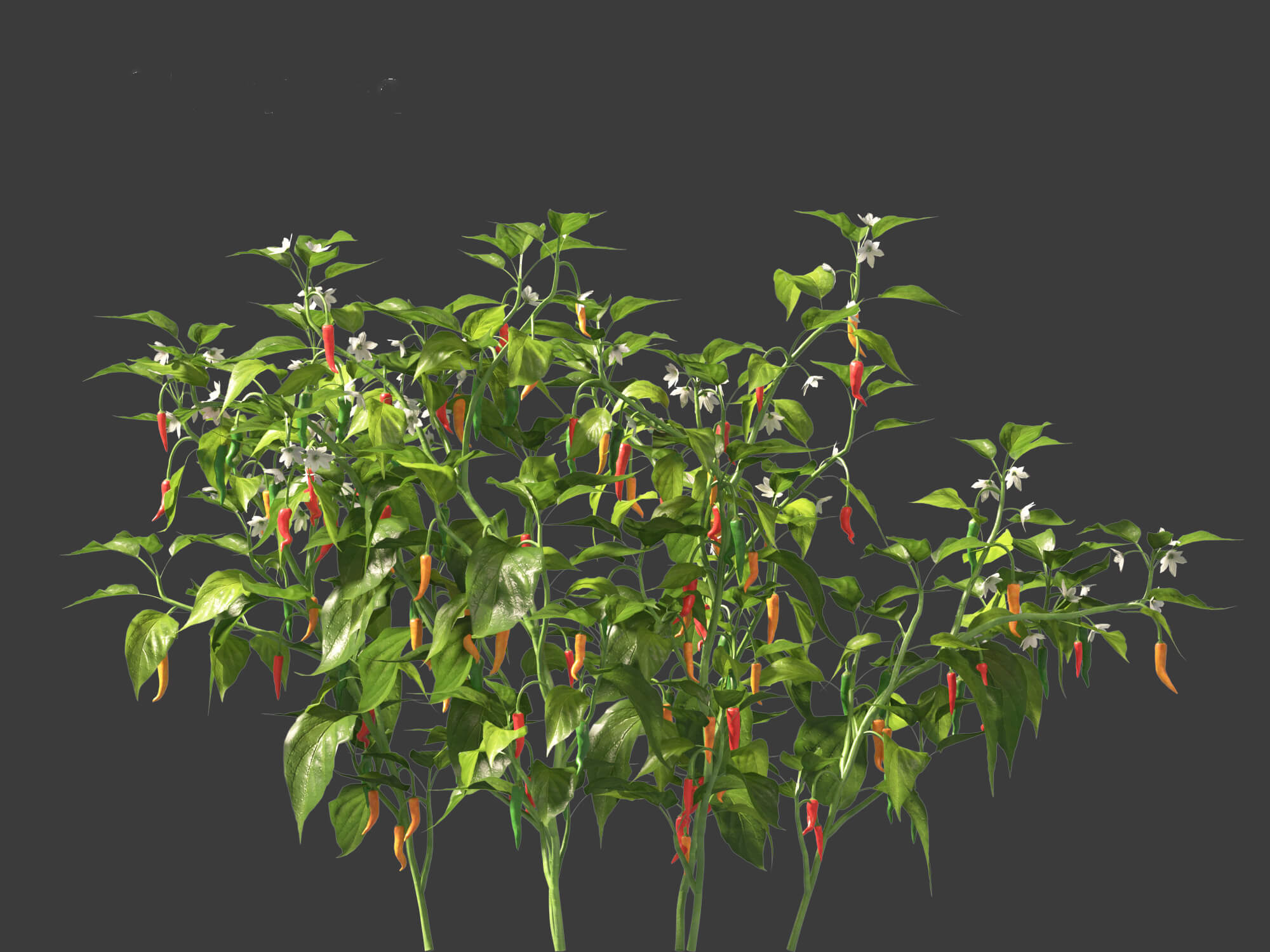 Capsicum Annuum - Bell Pepper 3D Model by 3dgardenplants