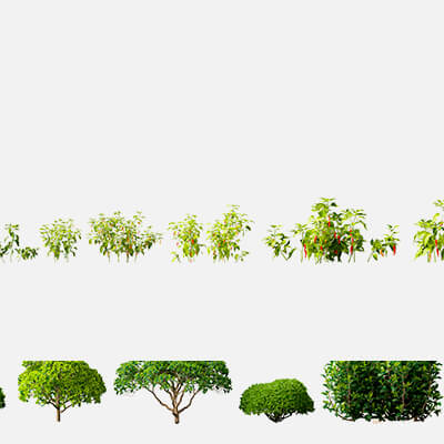 Capsicum Annuum - Bell Pepper 3D Model by 3dgardenplants