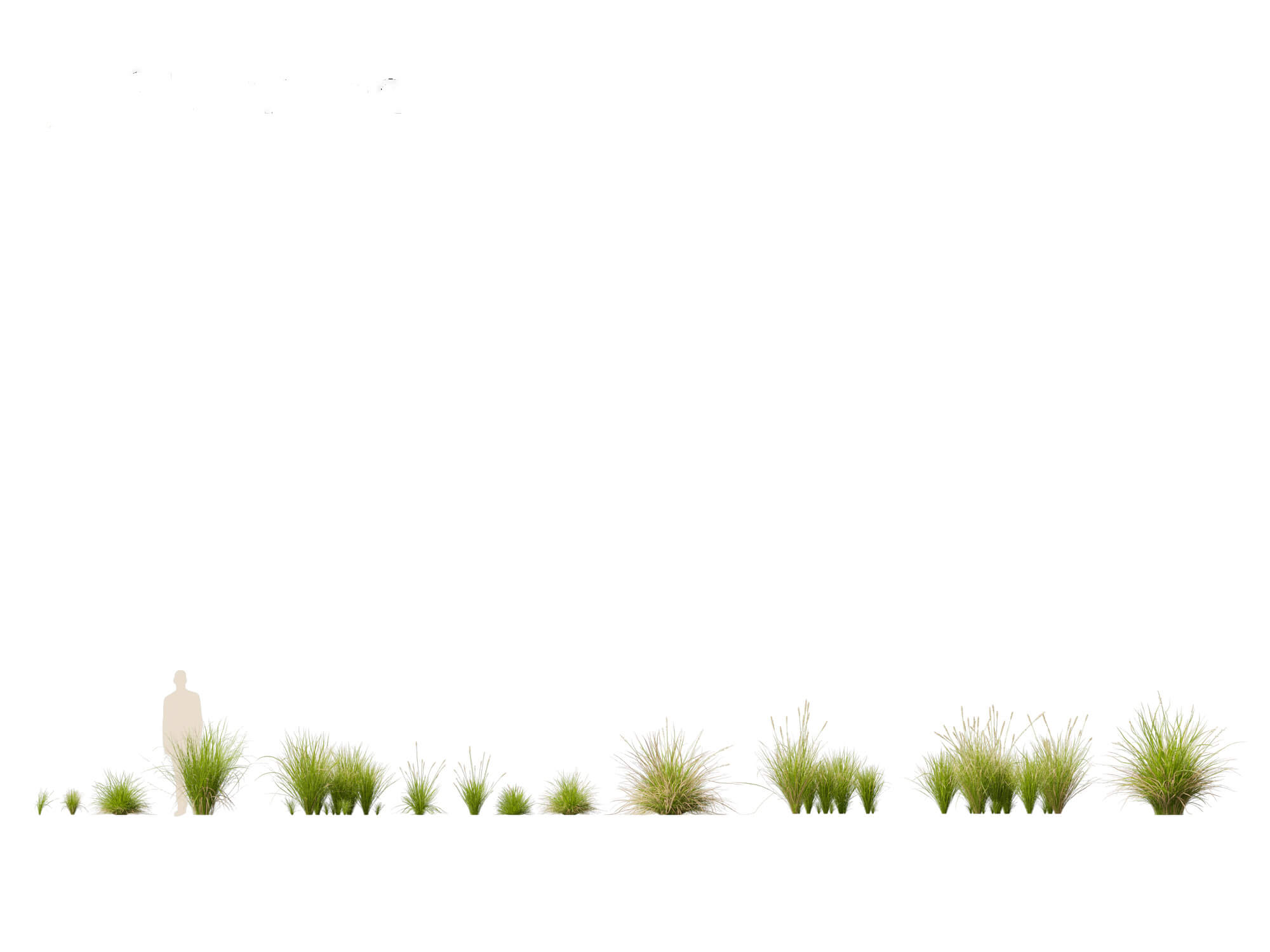 Carex Appressa - Tall Sedge 3D Model by 3dgardenplants