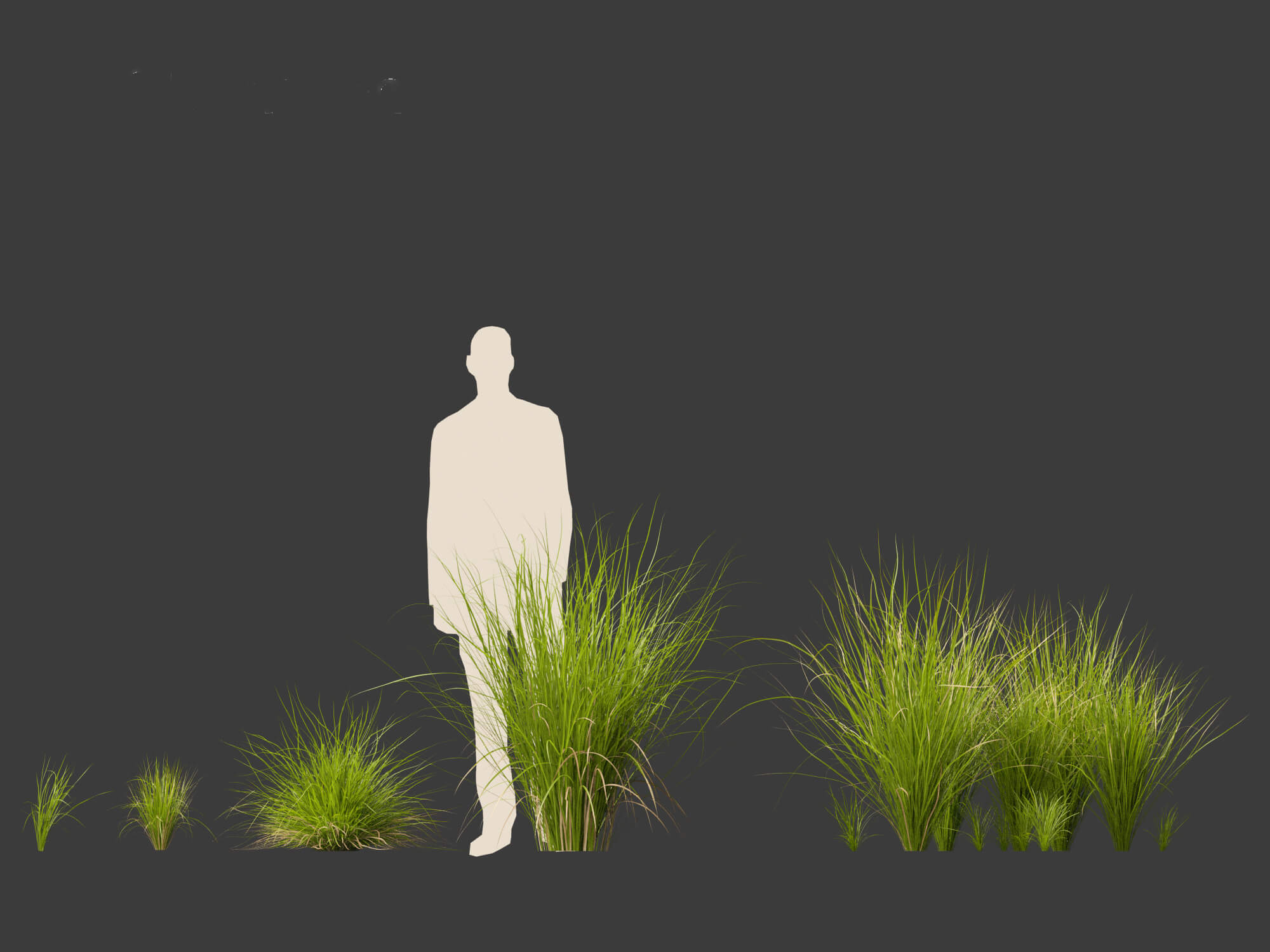 Carex Appressa - Tall Sedge 3D Model by 3dgardenplants