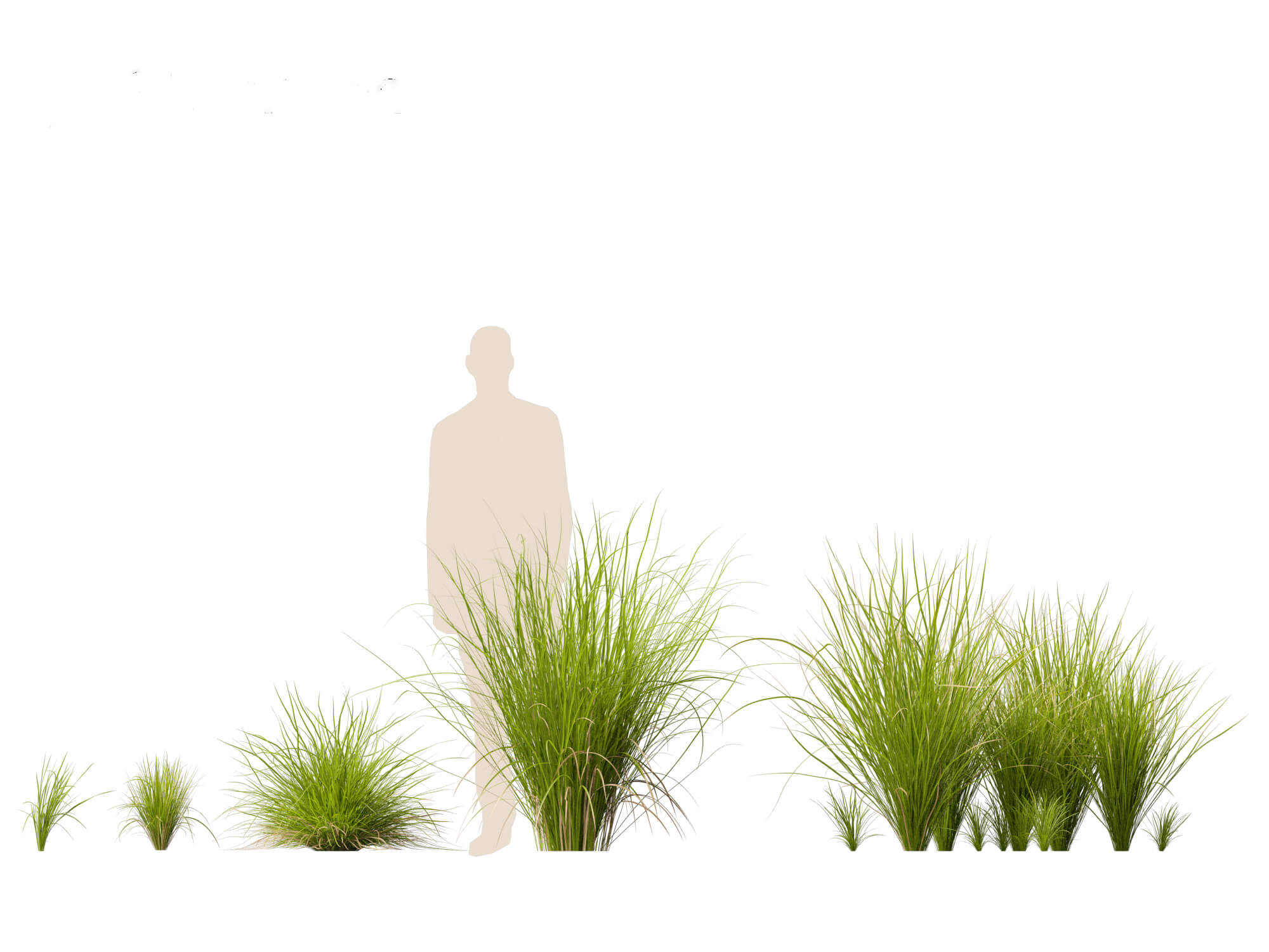 Carex Appressa - Tall Sedge 3D Model by 3dgardenplants