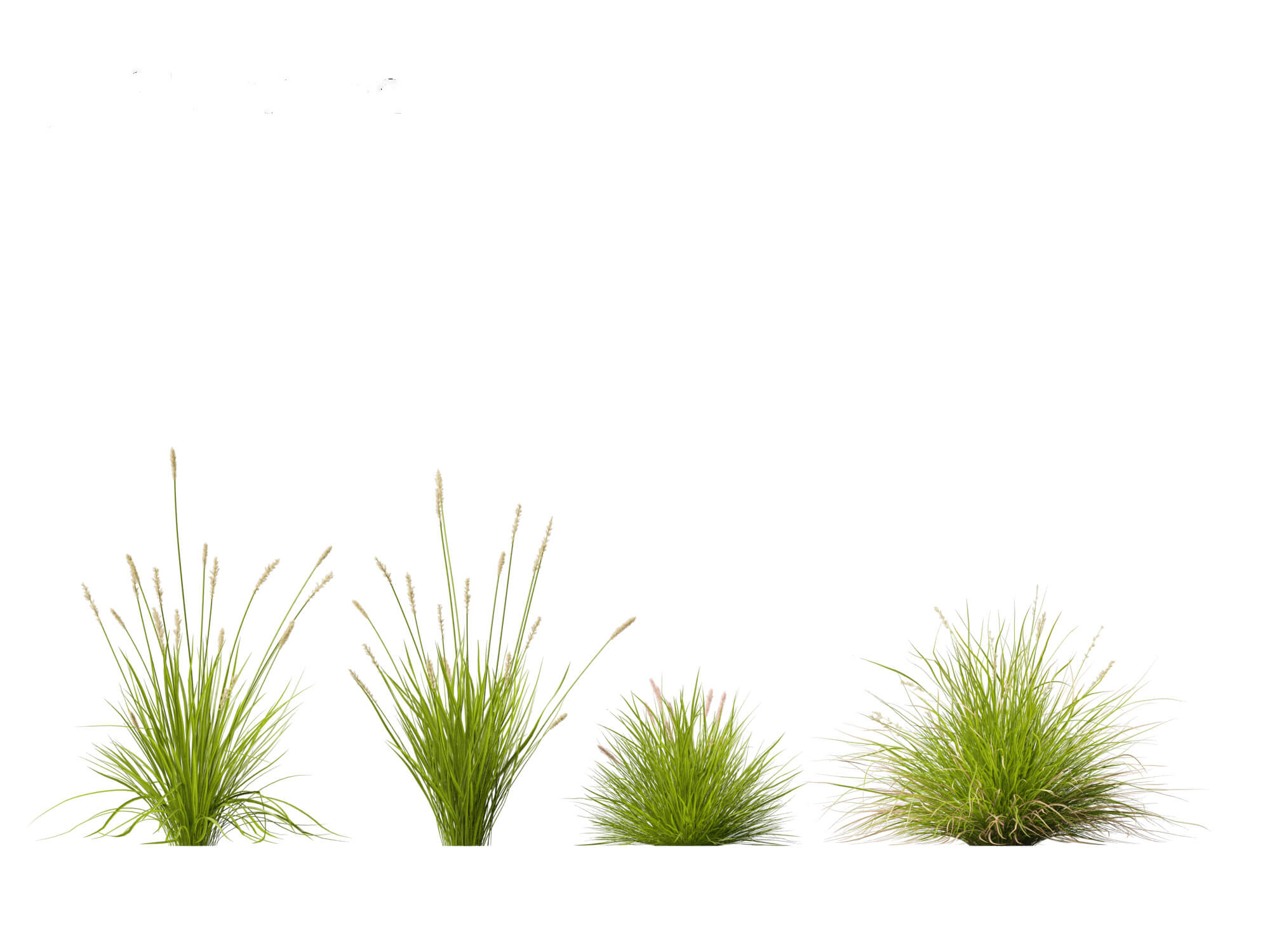 Carex Appressa - Tall Sedge 3D Model by 3dgardenplants