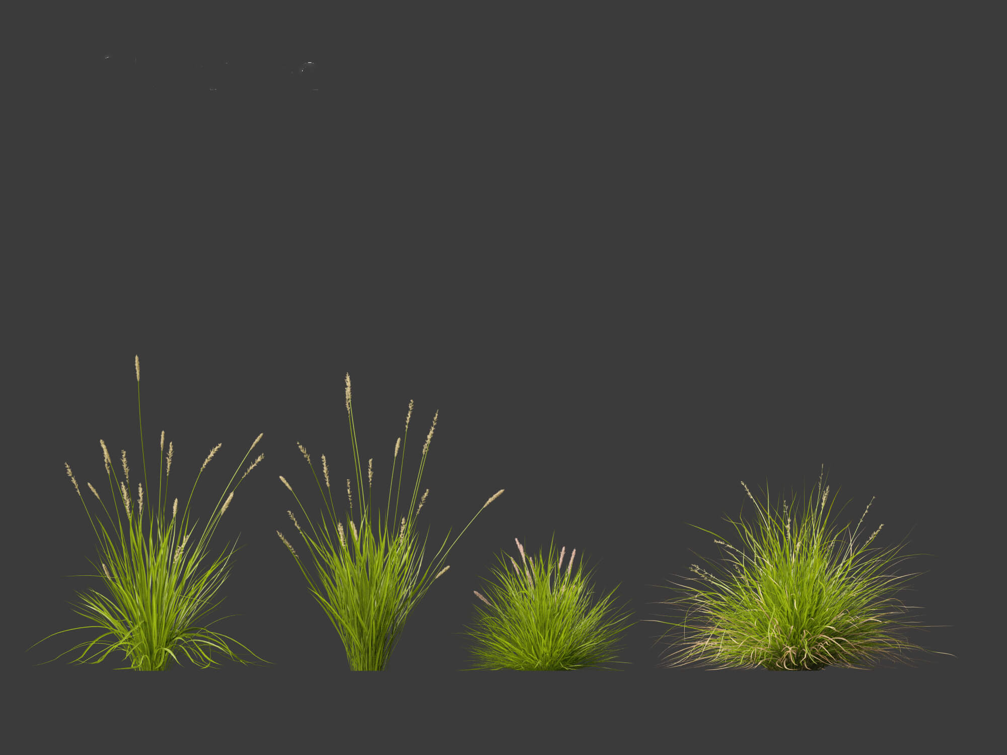 Carex Appressa - Tall Sedge 3D Model by 3dgardenplants