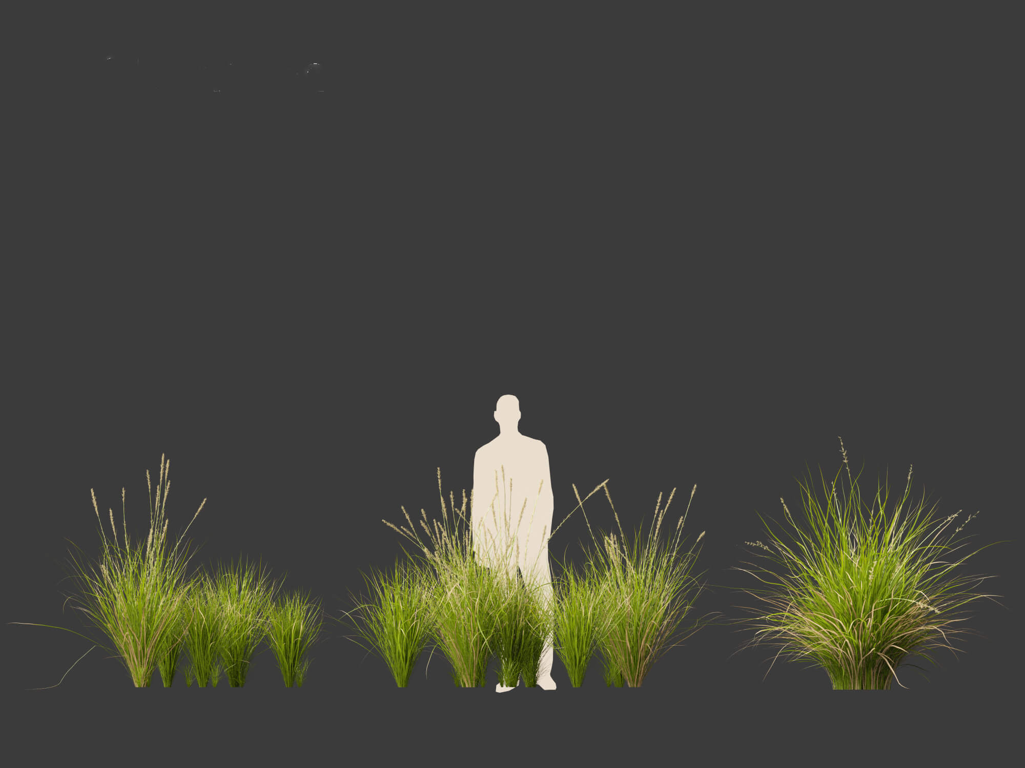 Carex Appressa - Tall Sedge 3D Model by 3dgardenplants