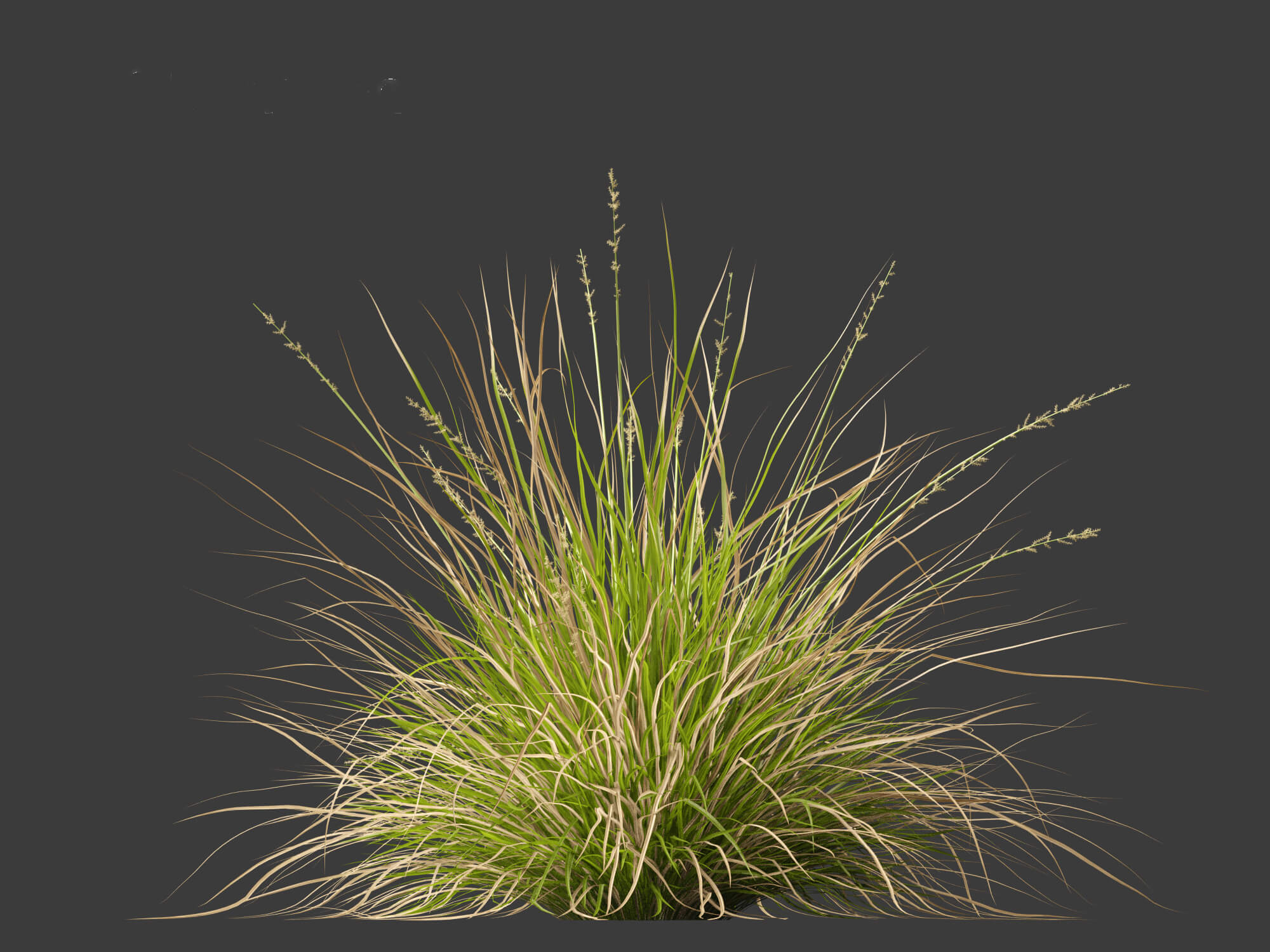 Carex Appressa - Tall Sedge 3D Model by 3dgardenplants