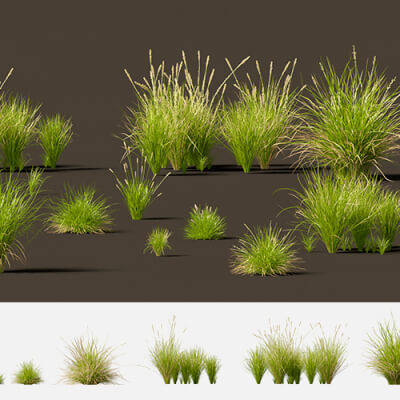 Carex Appressa - Tall Sedge 3D Model by 3dgardenplants