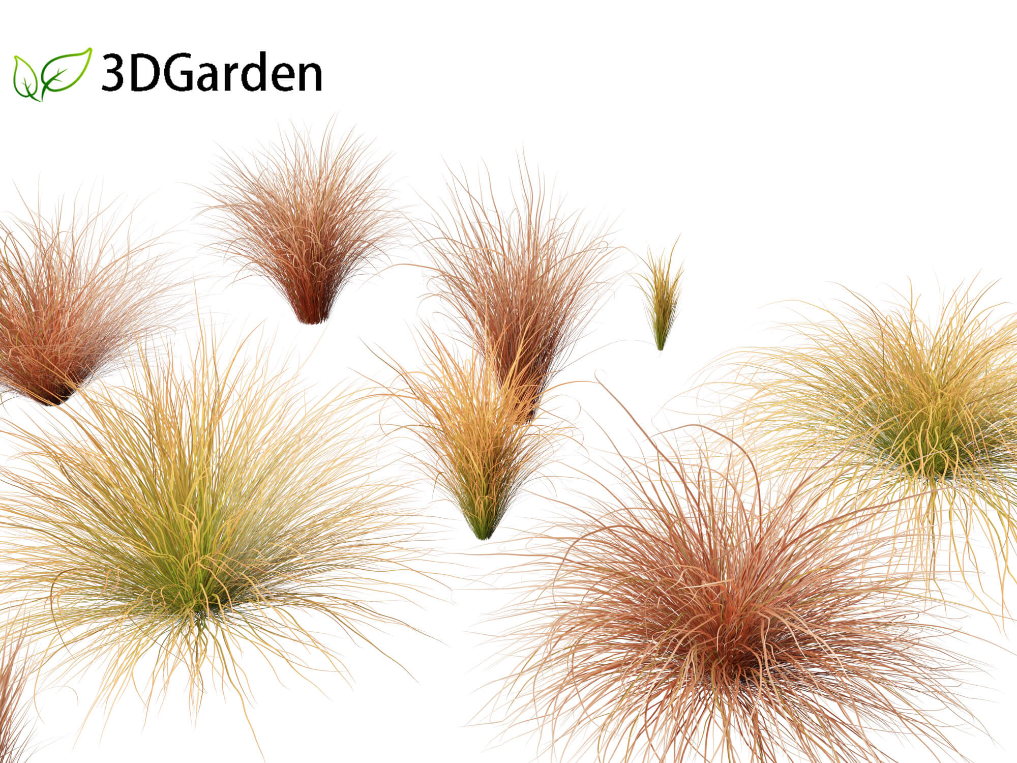 Carex Buchananii - Leatherleaf Sedge 01 3D Model by 3dgardenplants