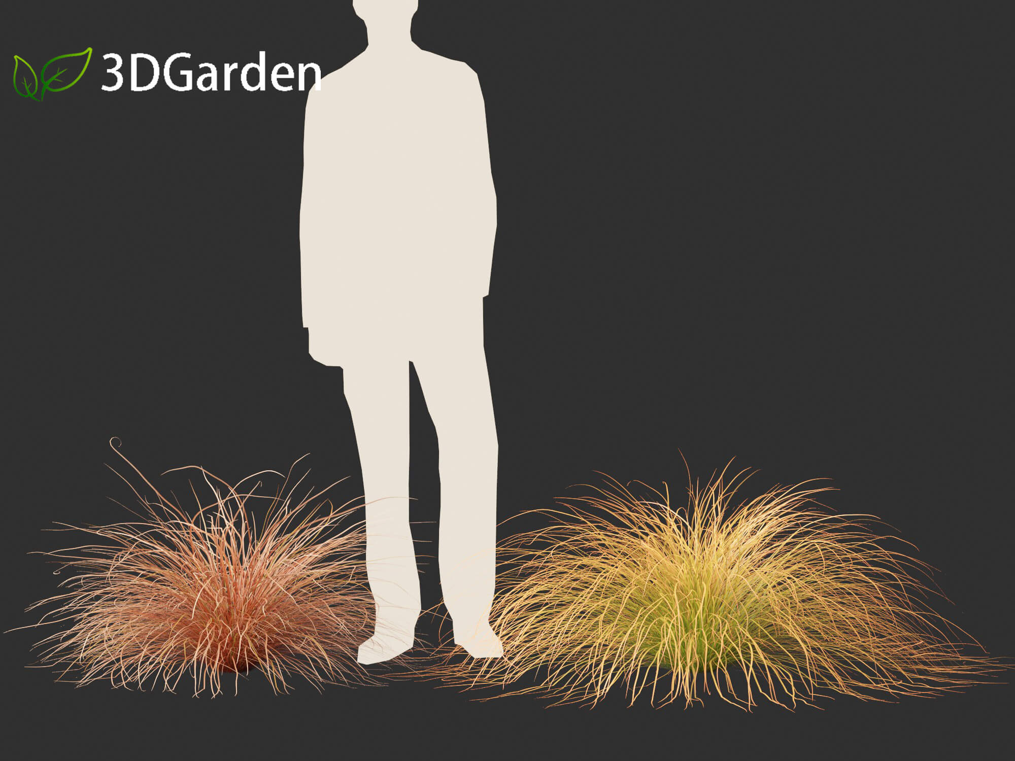 Carex Buchananii - Leatherleaf Sedge 01 3D Model by 3dgardenplants