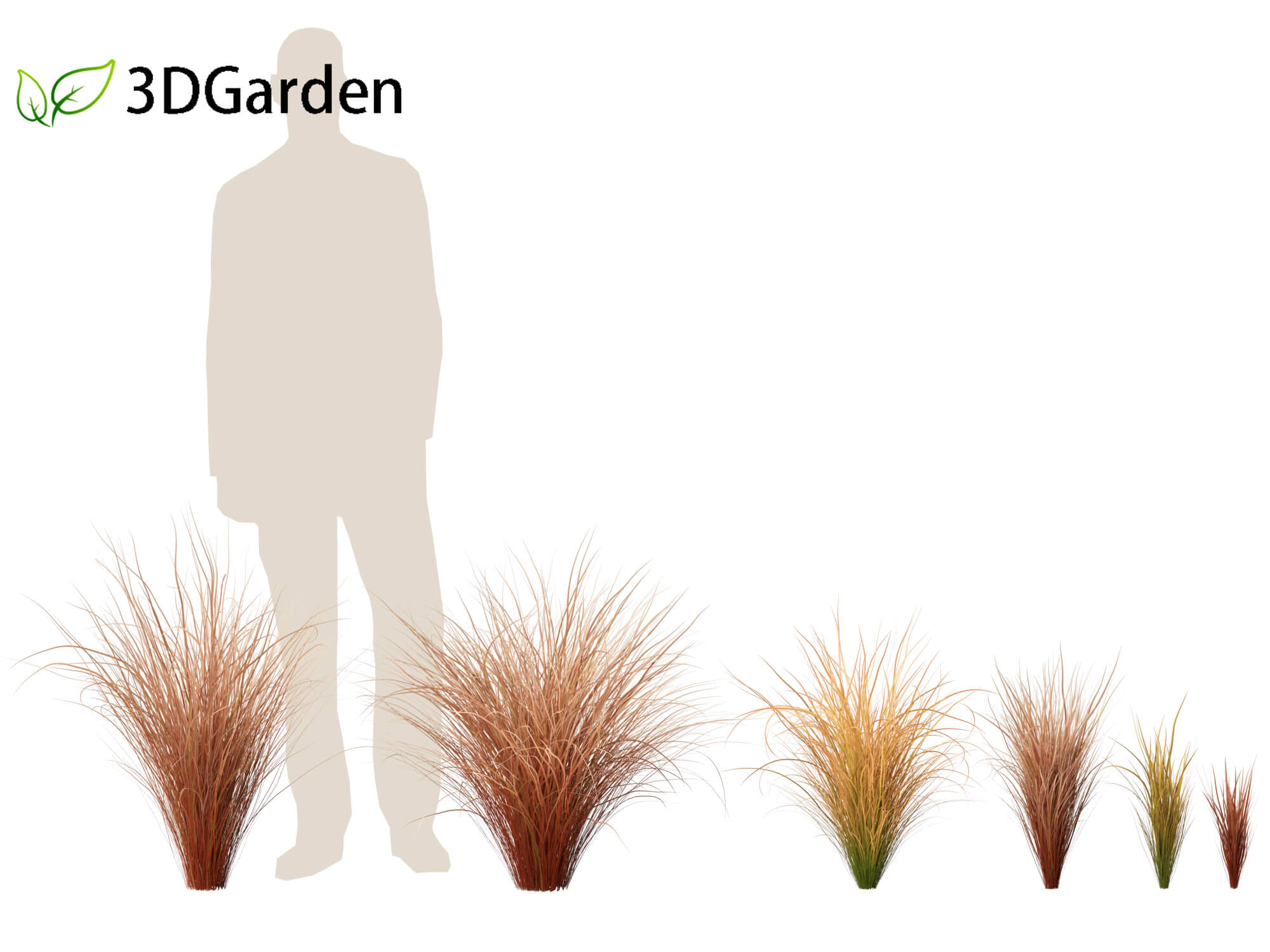 Carex Buchananii - Leatherleaf Sedge 01 3D Model by 3dgardenplants