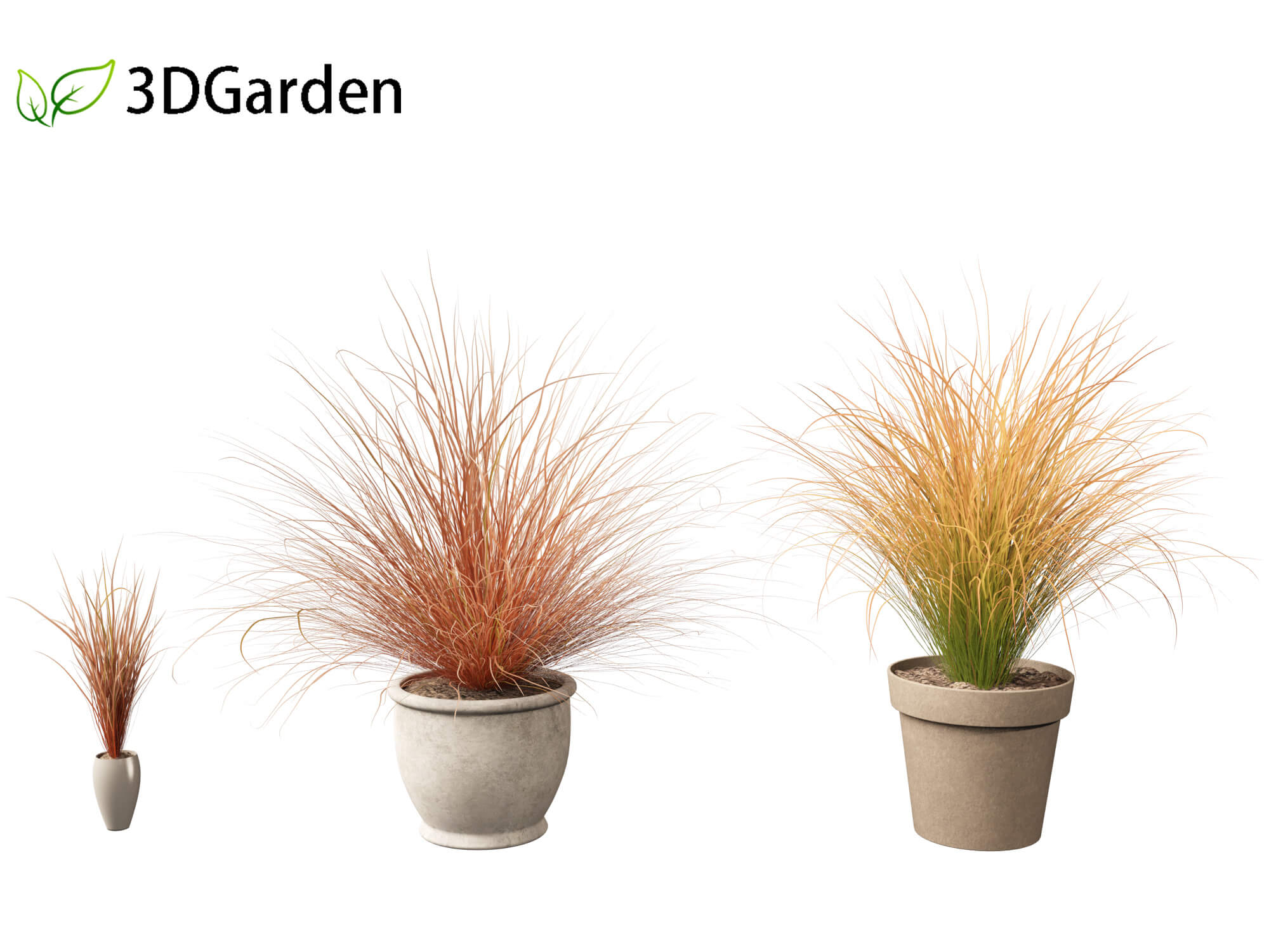 Carex Buchananii - Leatherleaf Sedge 03 3D Model by 3dgardenplants